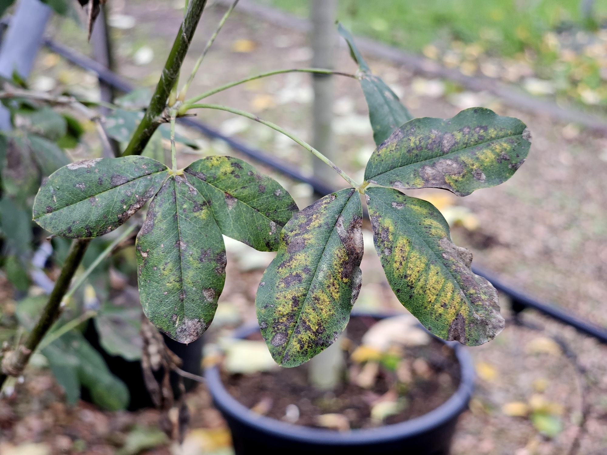 Goudenregen 'Yellow Rocket', Laburnum anagyroides 'Yellow Rocket' kopen
