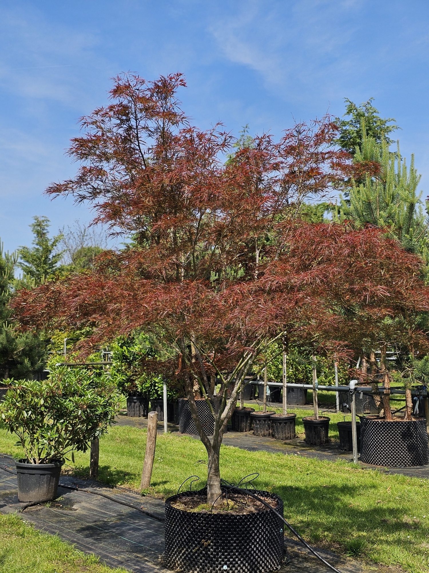Japanse Esdoorn 'Linearilobum', Acer palmatum 'Linearilobum' kopen