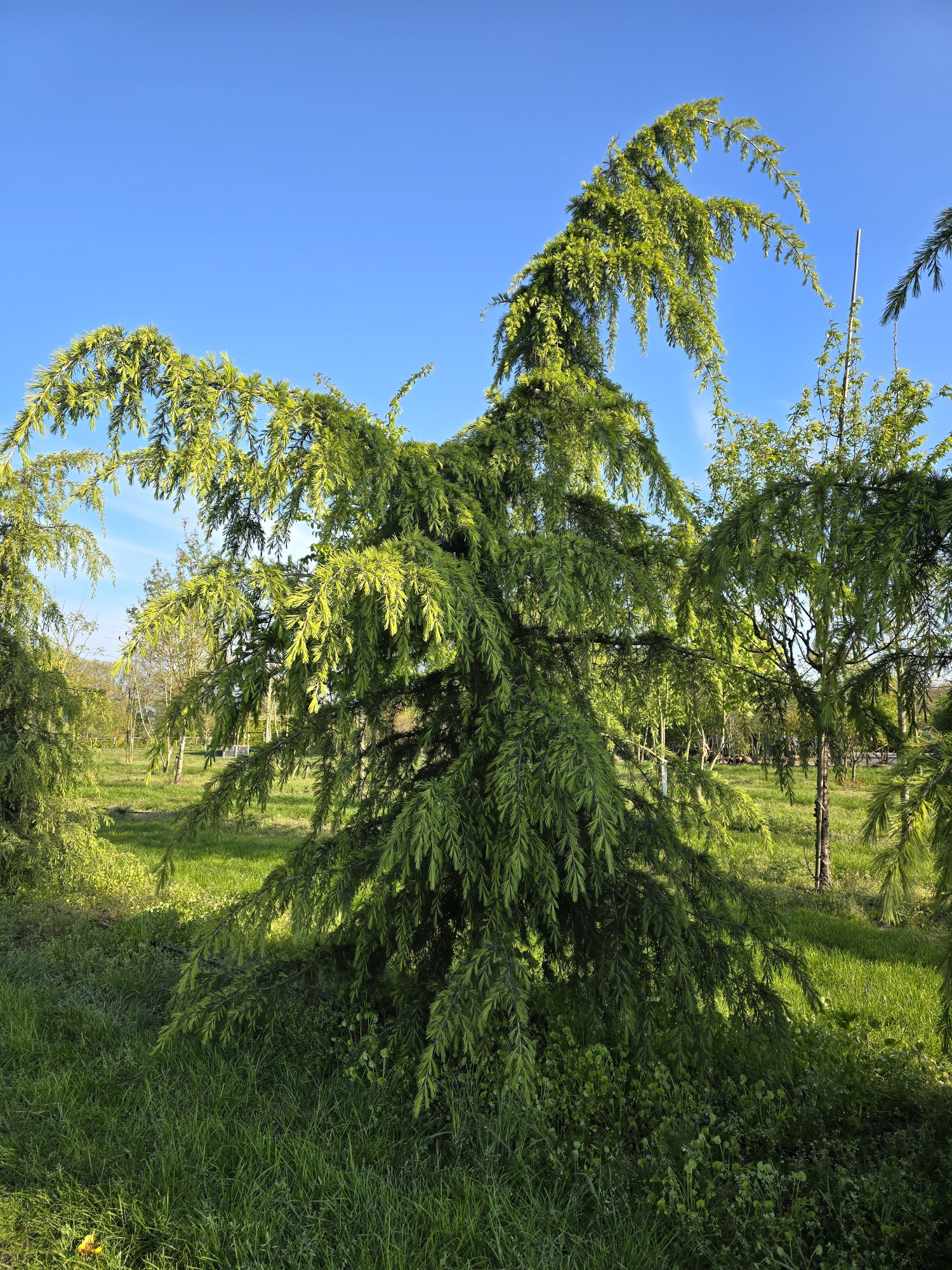 Cedrus deodara (Himalayaceder) kopen?