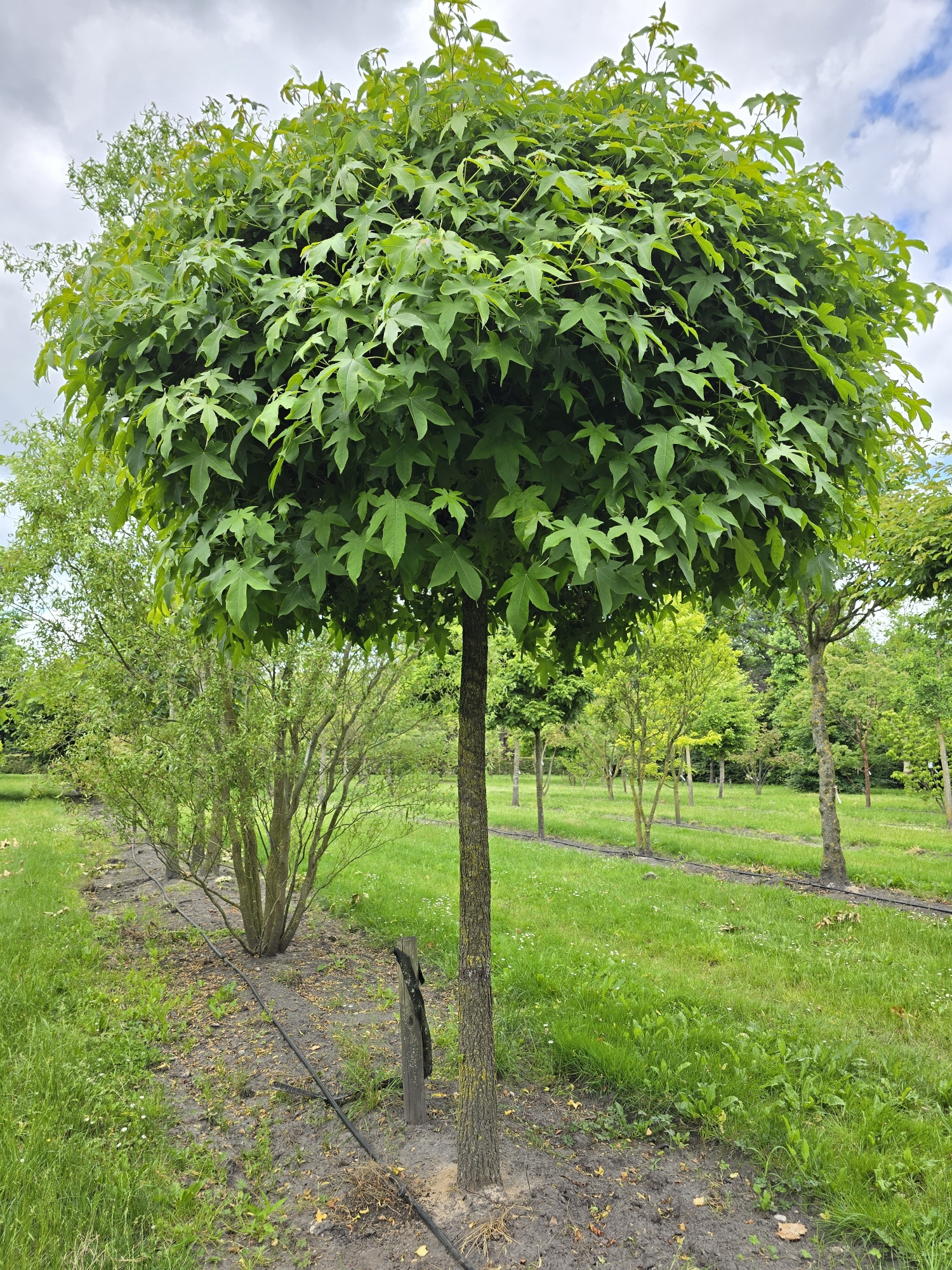 Liquidambar styraciflua 'Gum Ball' is een bolvormige amberboom