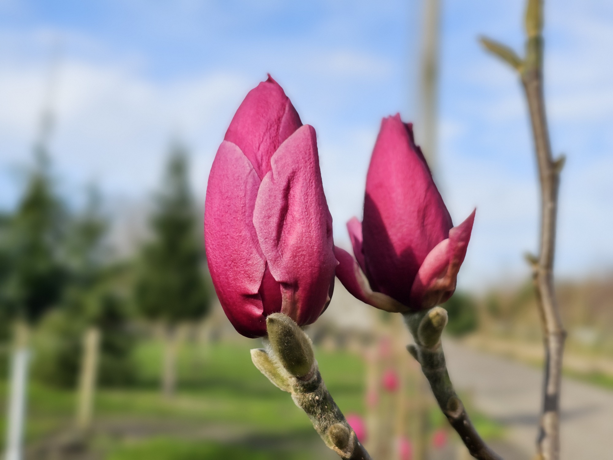 Magnolia 'Emperor', Magnolia 'Emperor' kopen