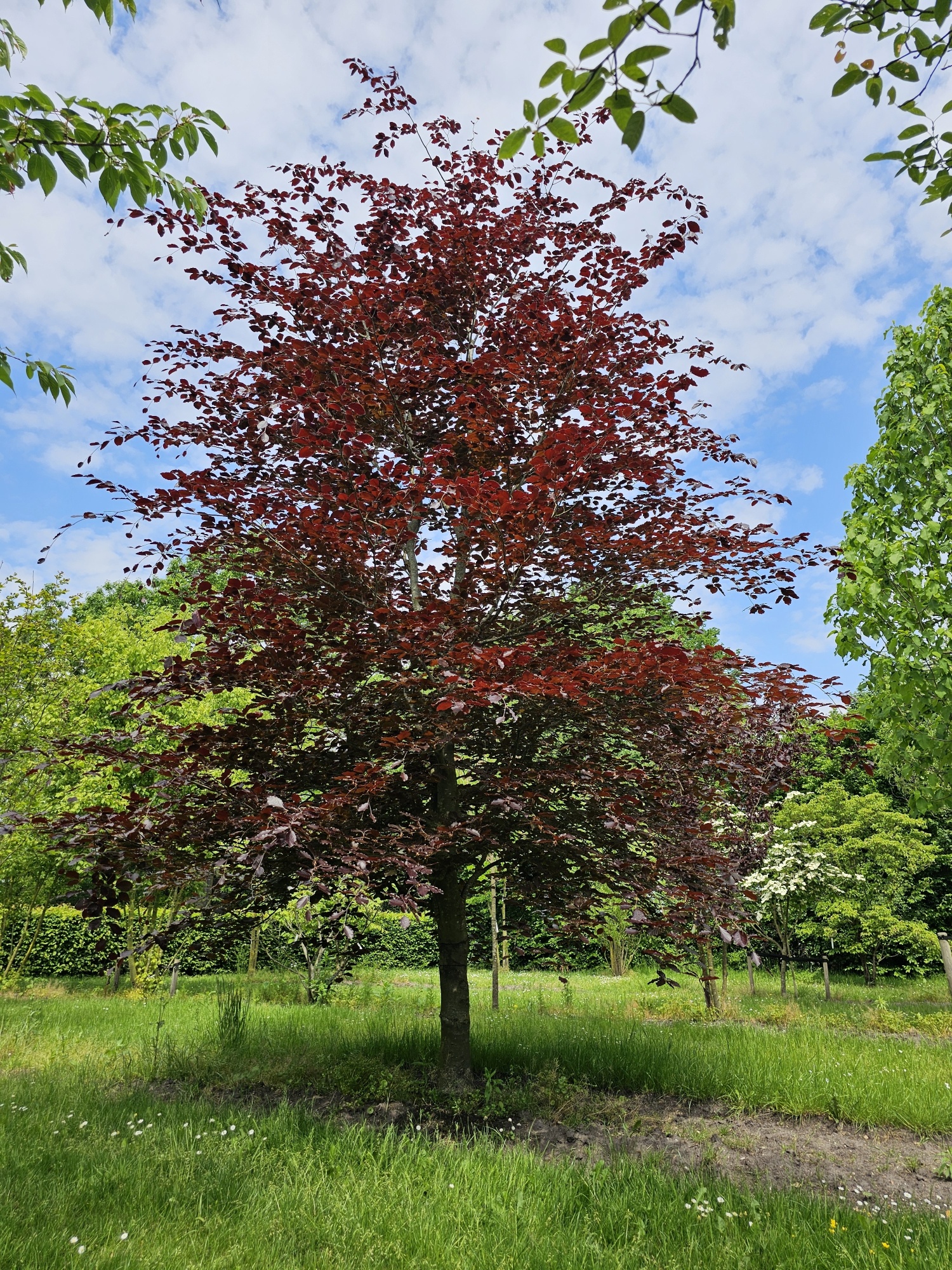 Rode beuk als klimboom, Fagus sylvatica 'Atropunicea' kopen
