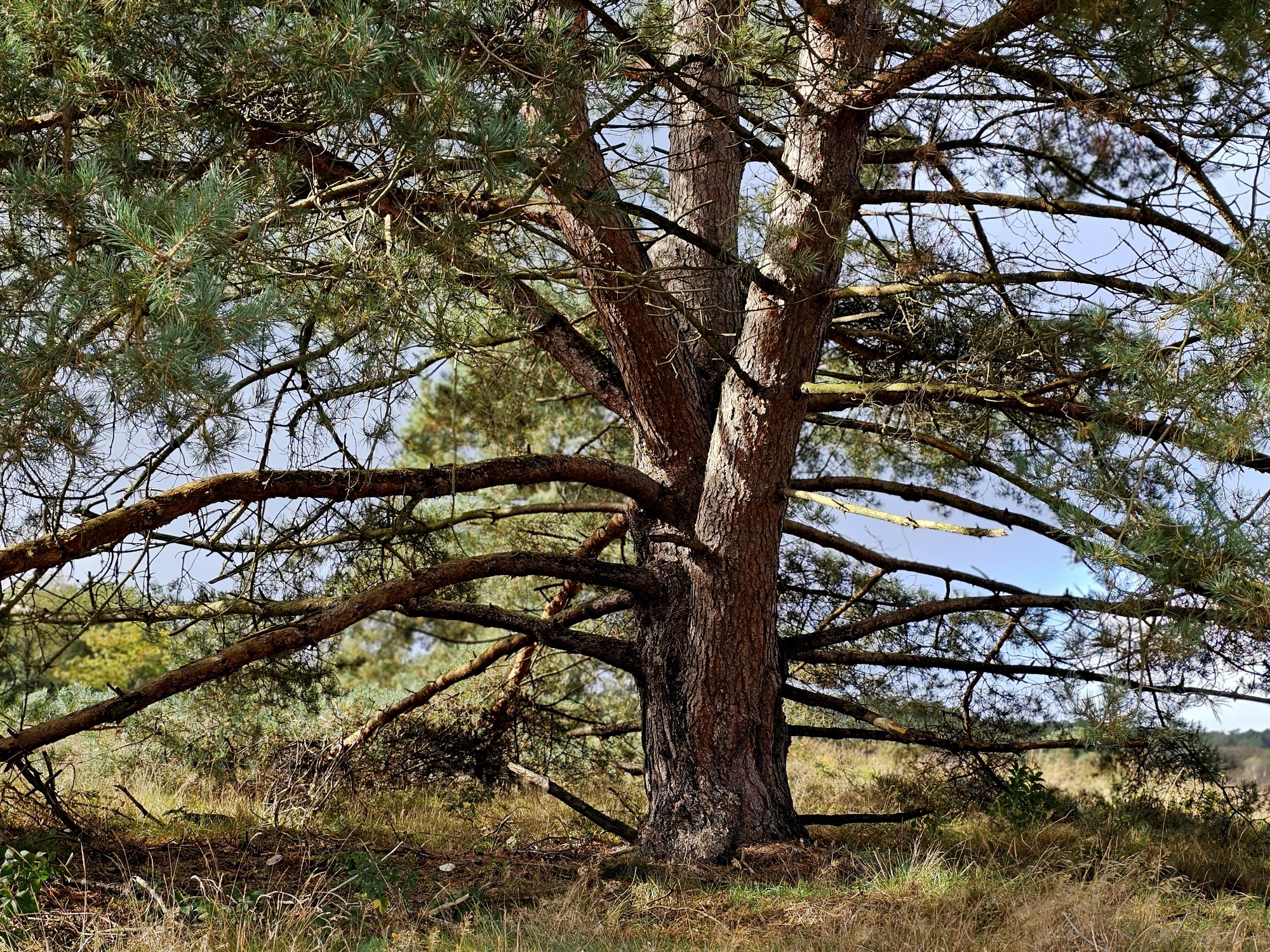 Grove Den, Pinus sylvestris kopen