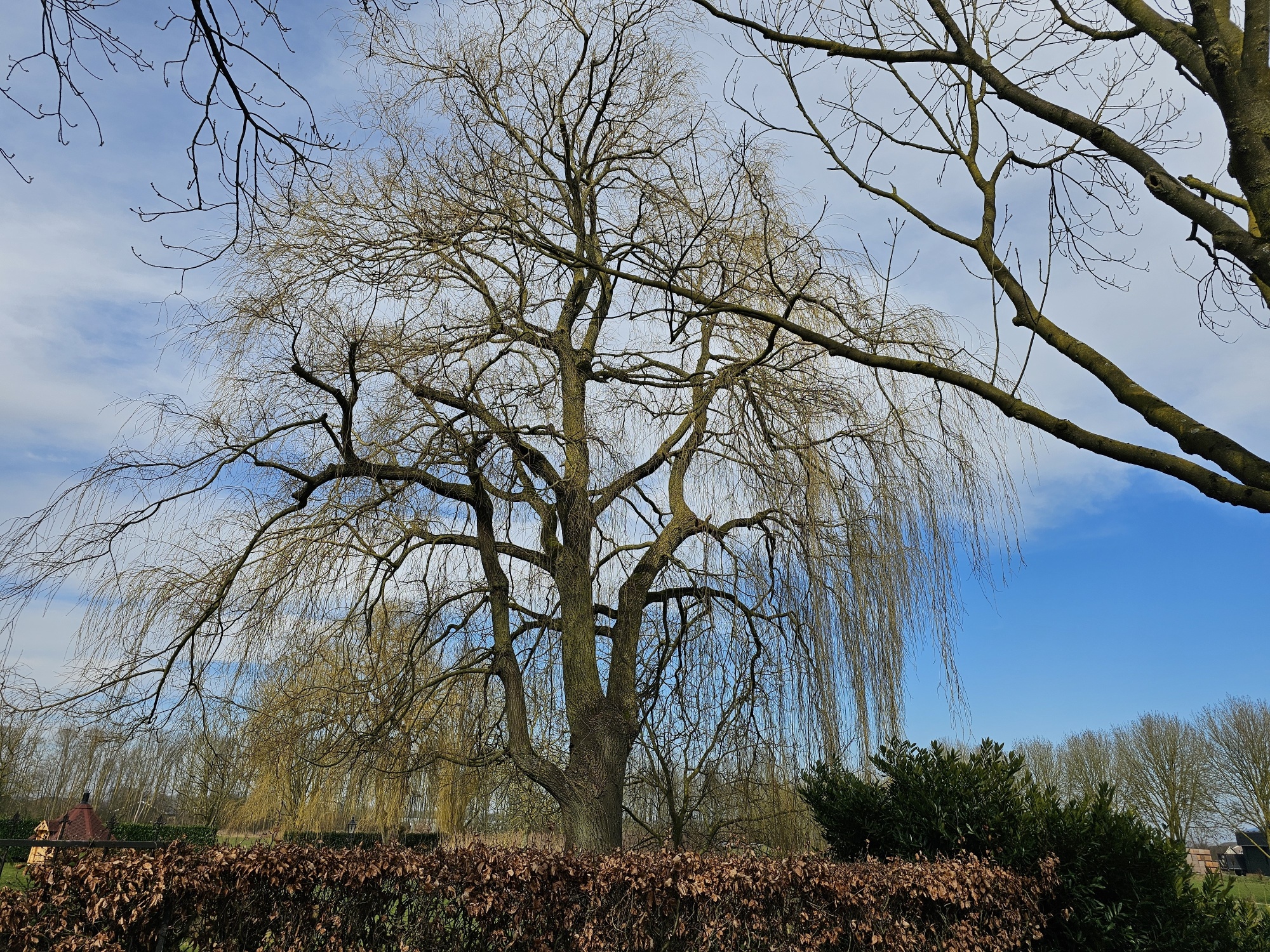 Treurwilg, Salix sepulcralis 'Chrysocoma' kopen