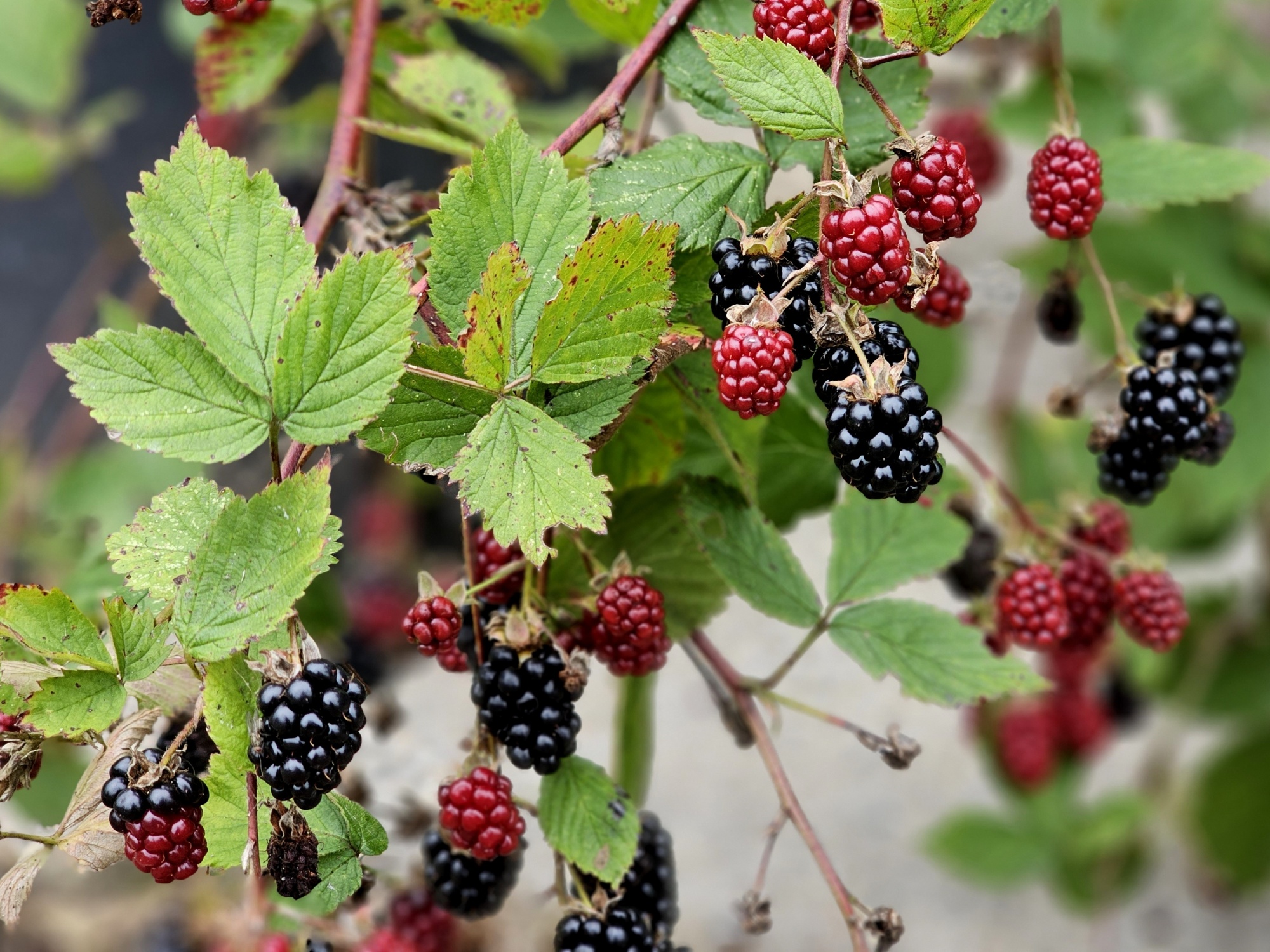 Doornloze braam 'Black Satin', Rubus fruticosus 'Black Satin' kopen