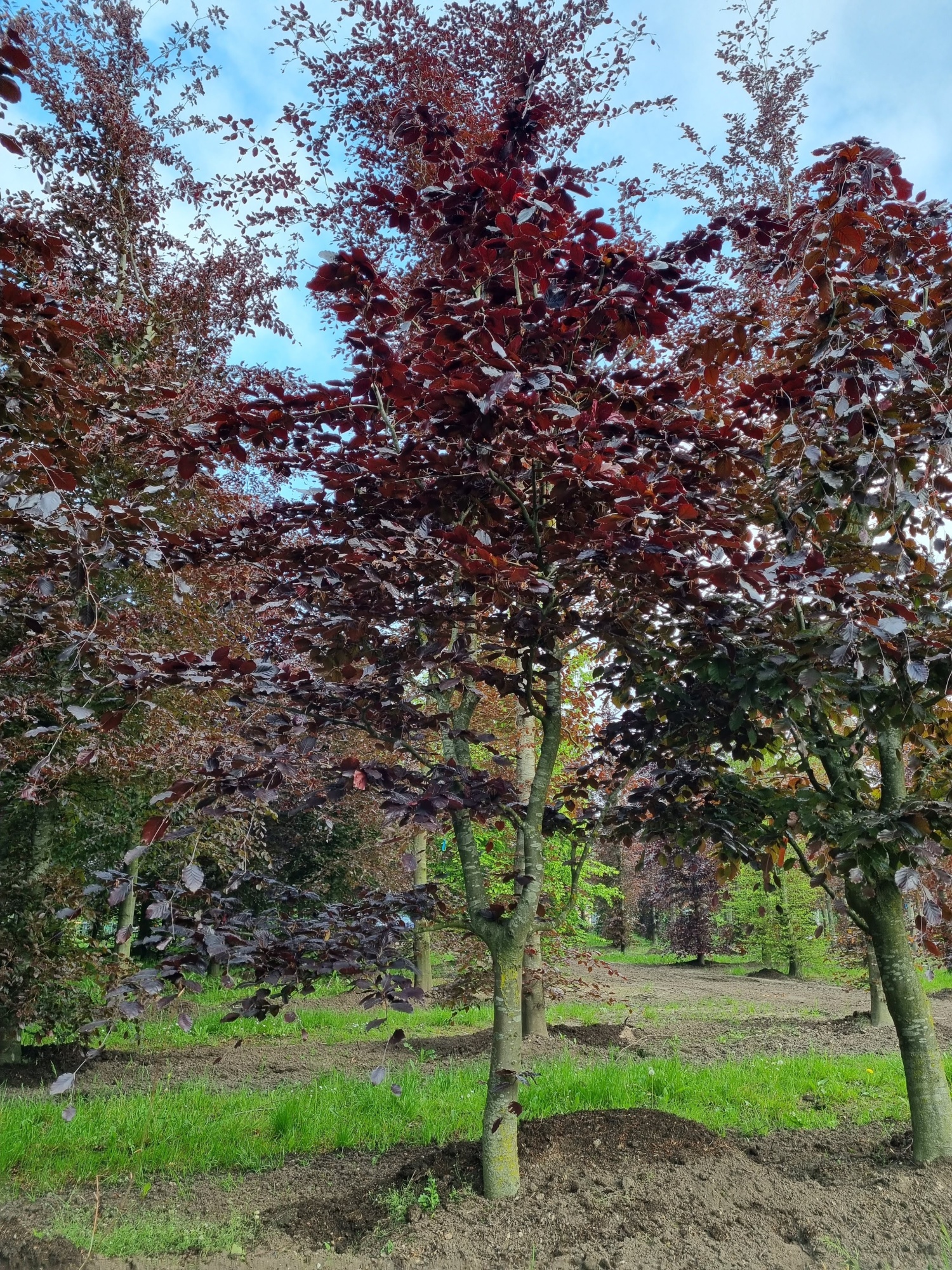Rode beuk als klimboom, Fagus sylvatica 'Atropunicea' kopen