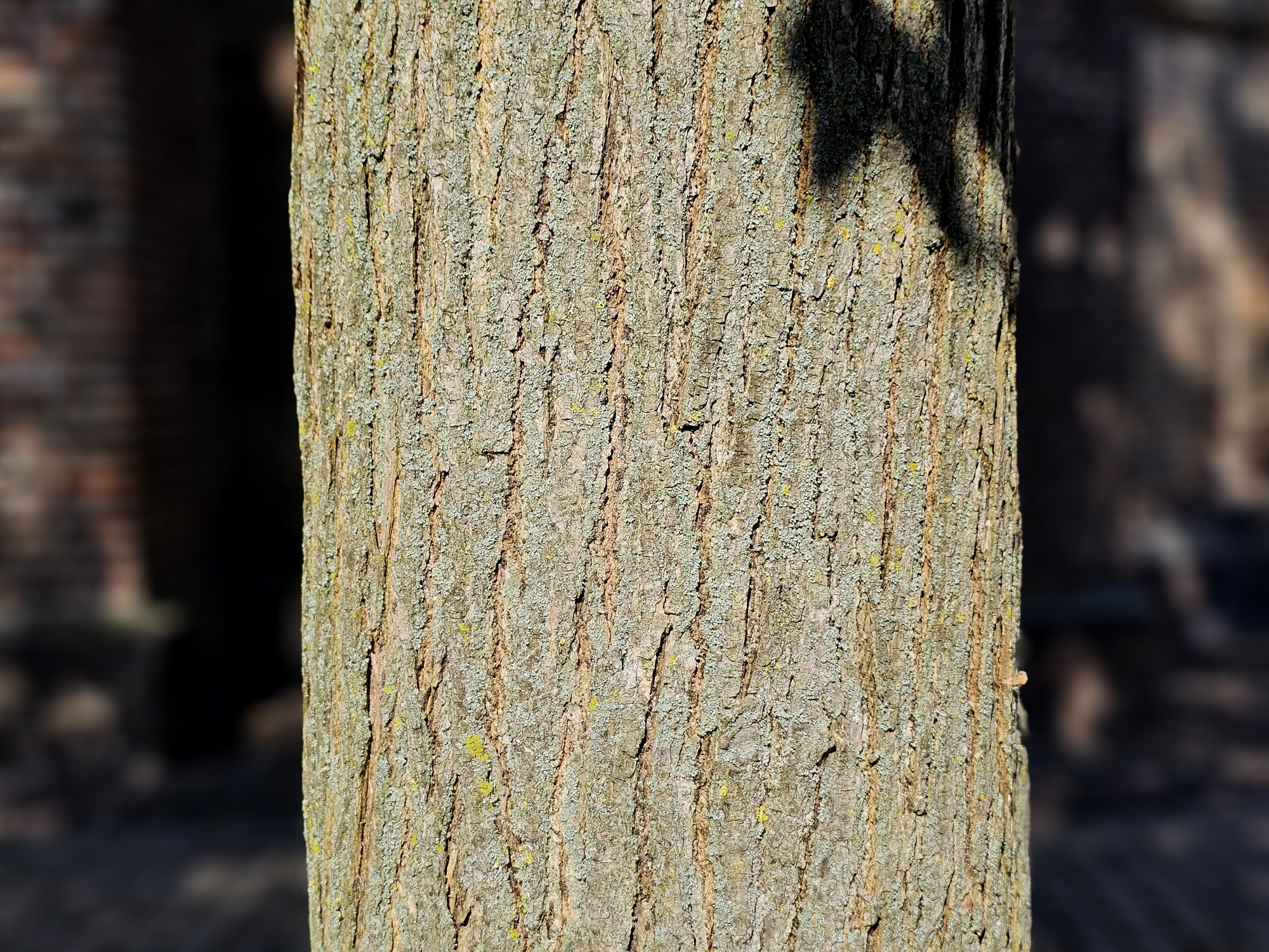 Honingboom, Sophora japonica (Styphnolobium japonicum) kopen