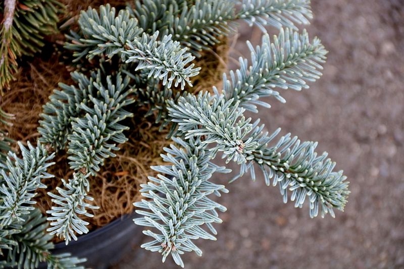 Blauwe Edelspar , Abies procera 'Glauca' kopen