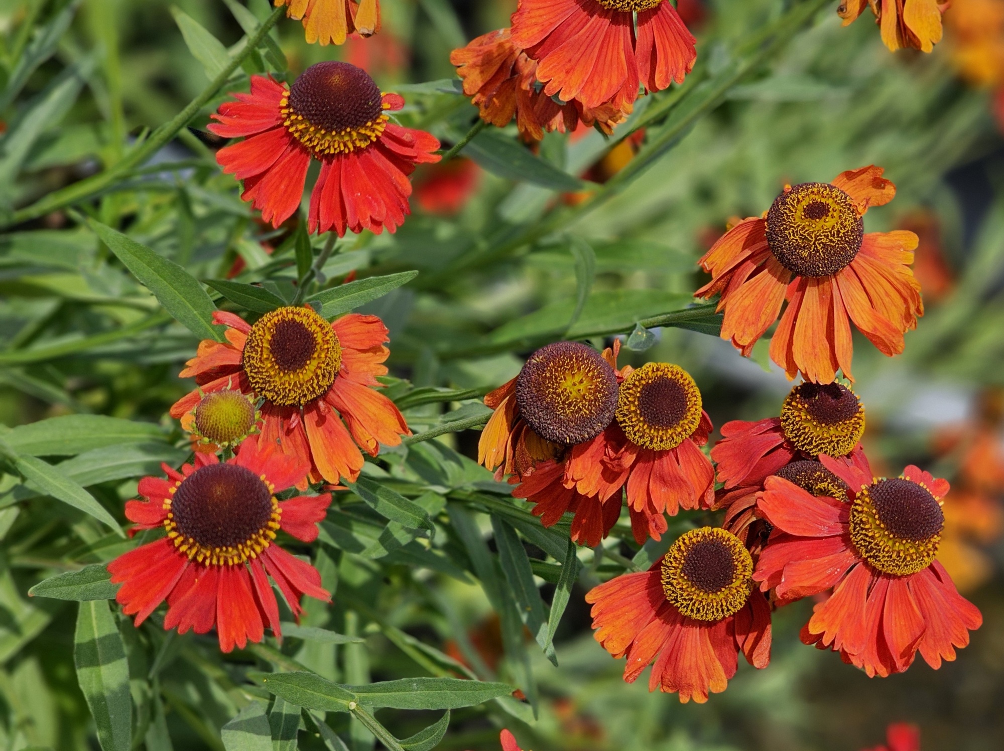 Zonnekruid, Helenium 'Moerheim Beauty' kopen