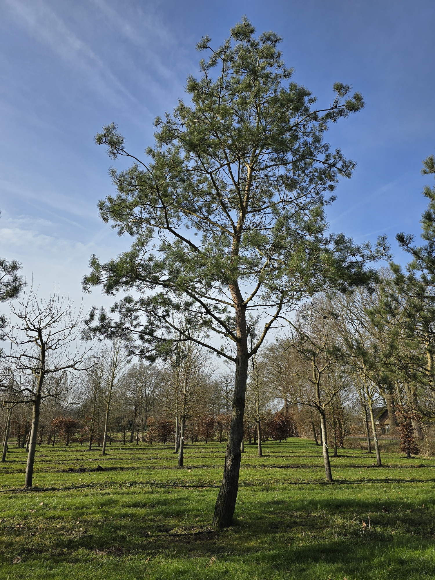 Grove Den, Pinus sylvestris kopen