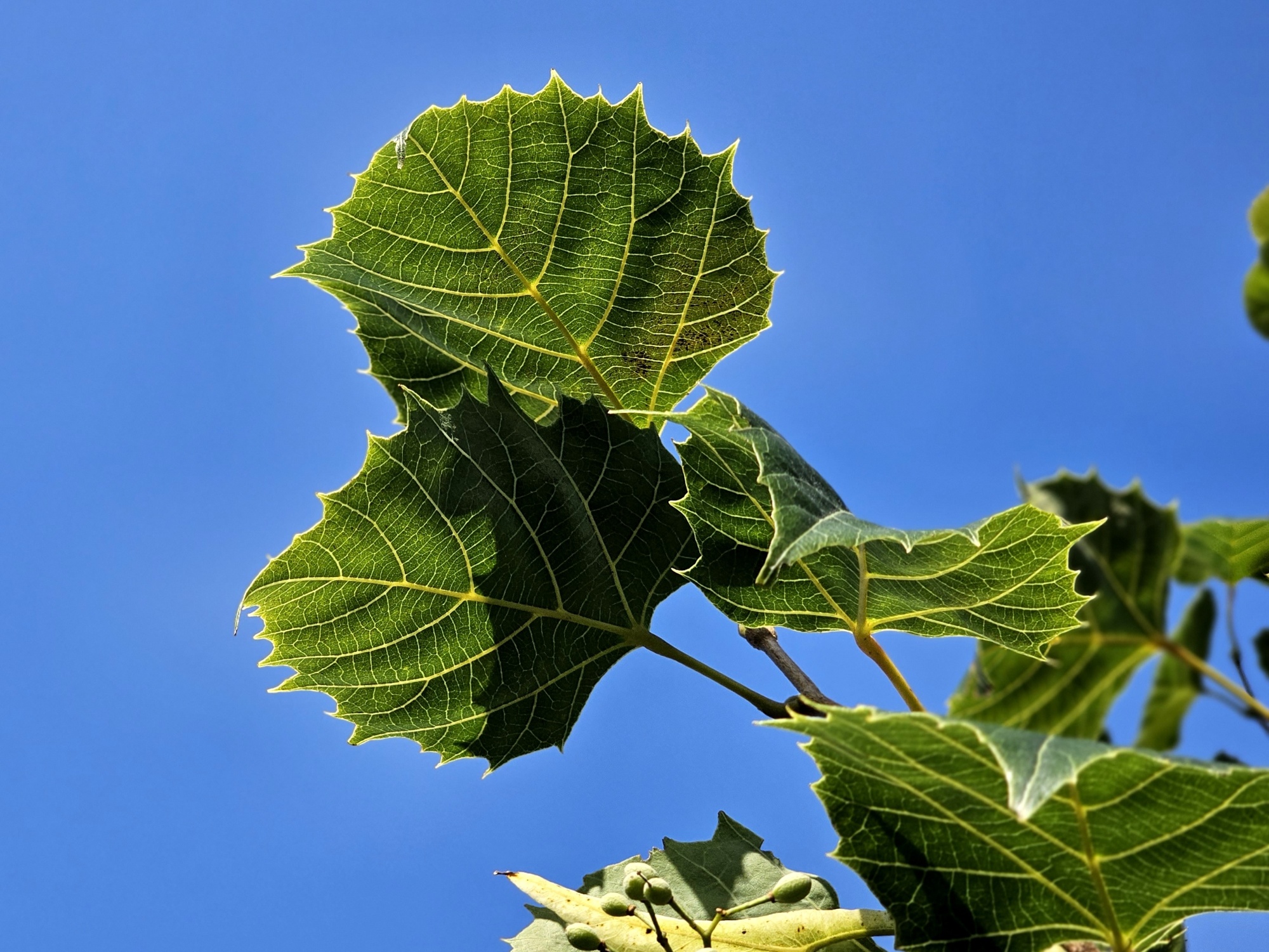 Een bijzondere Chinese linde met prachtig blad kopen?