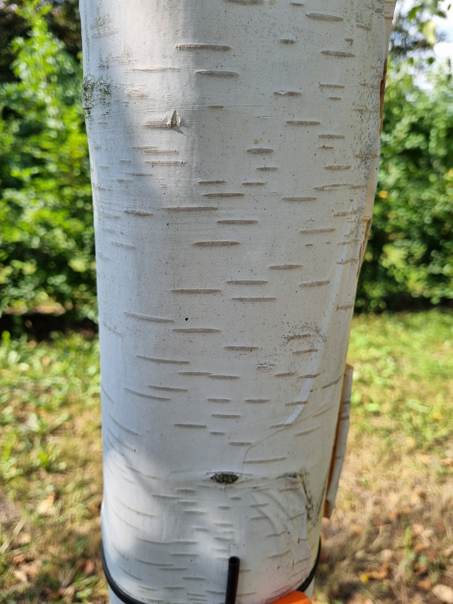 Een grote witte himalayaberk kopen? Ten Hoven Bomen