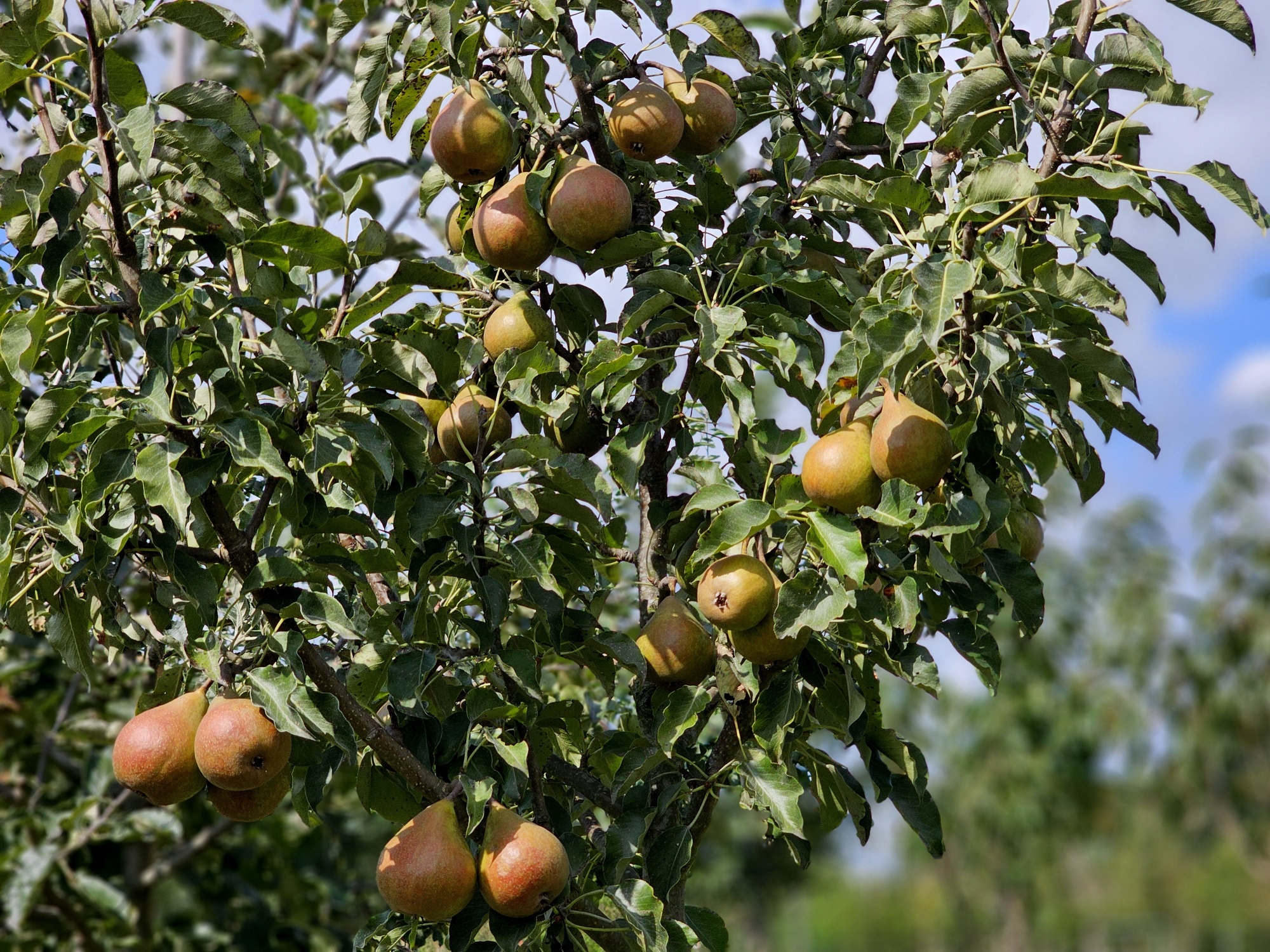 Stoofpeer 'Gieser Wildeman', Pyrus communis 'Gieser Wildeman' kopen