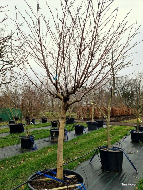 Wilde Perzik 'Paraguayo Tito' , Prunus persica 'Paraguayo Tito' kopen
