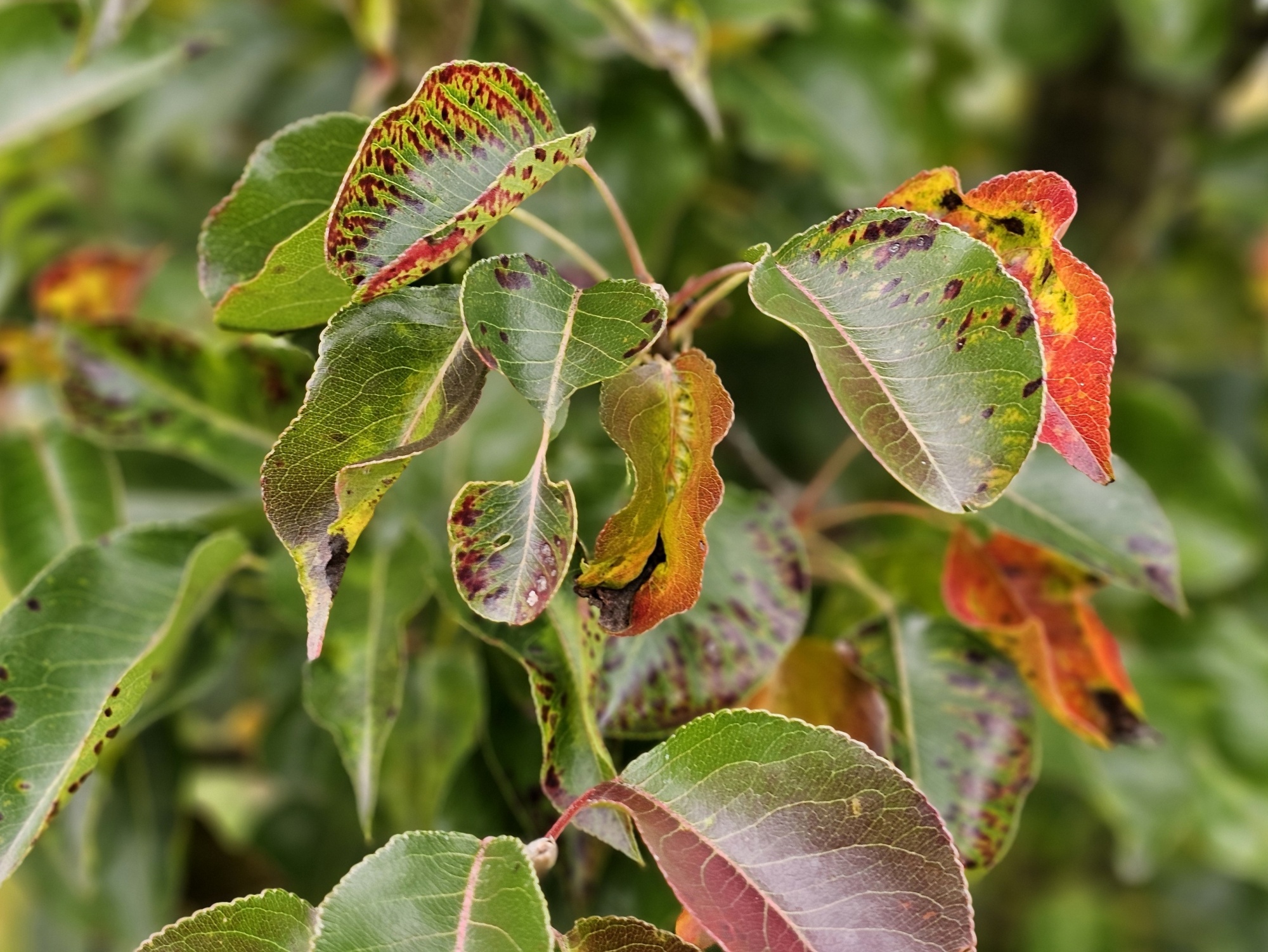 Sierpeer, Pyrus calleryana 'Chanticleer' kopen