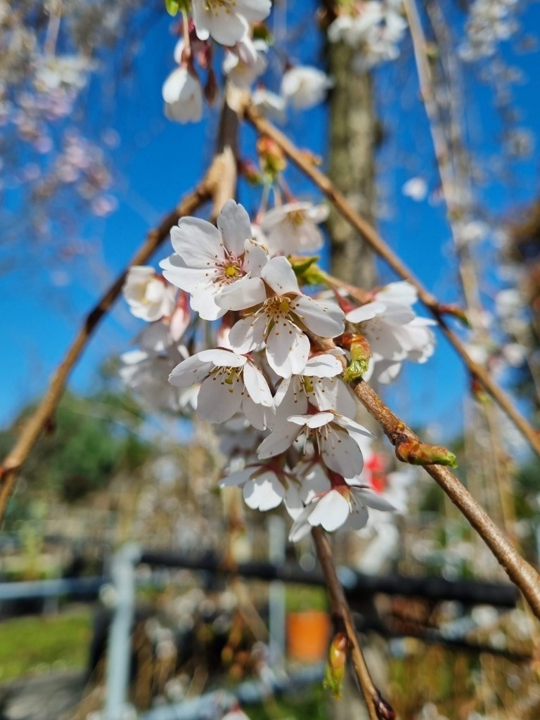 Een grote bloeiende treurboom kopen?