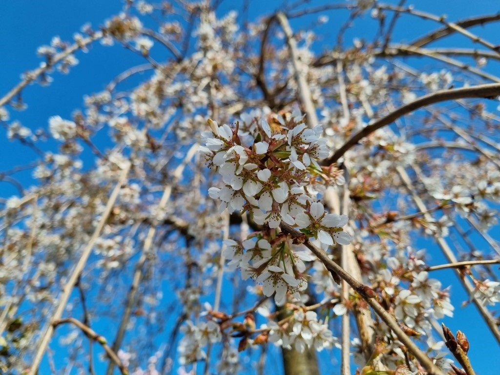 Een grote bloeiende treurboom kopen?