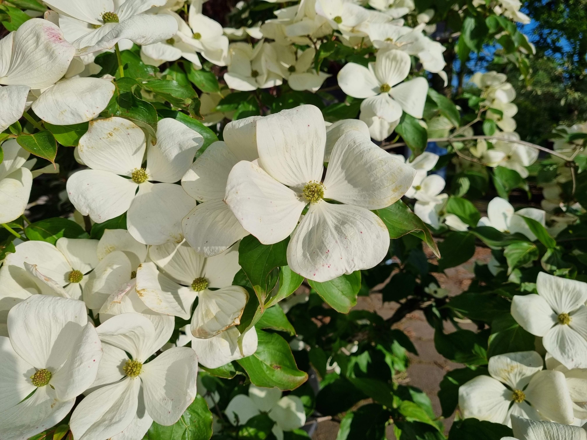 Een grote Cornus kousa 'Venus' kopen?