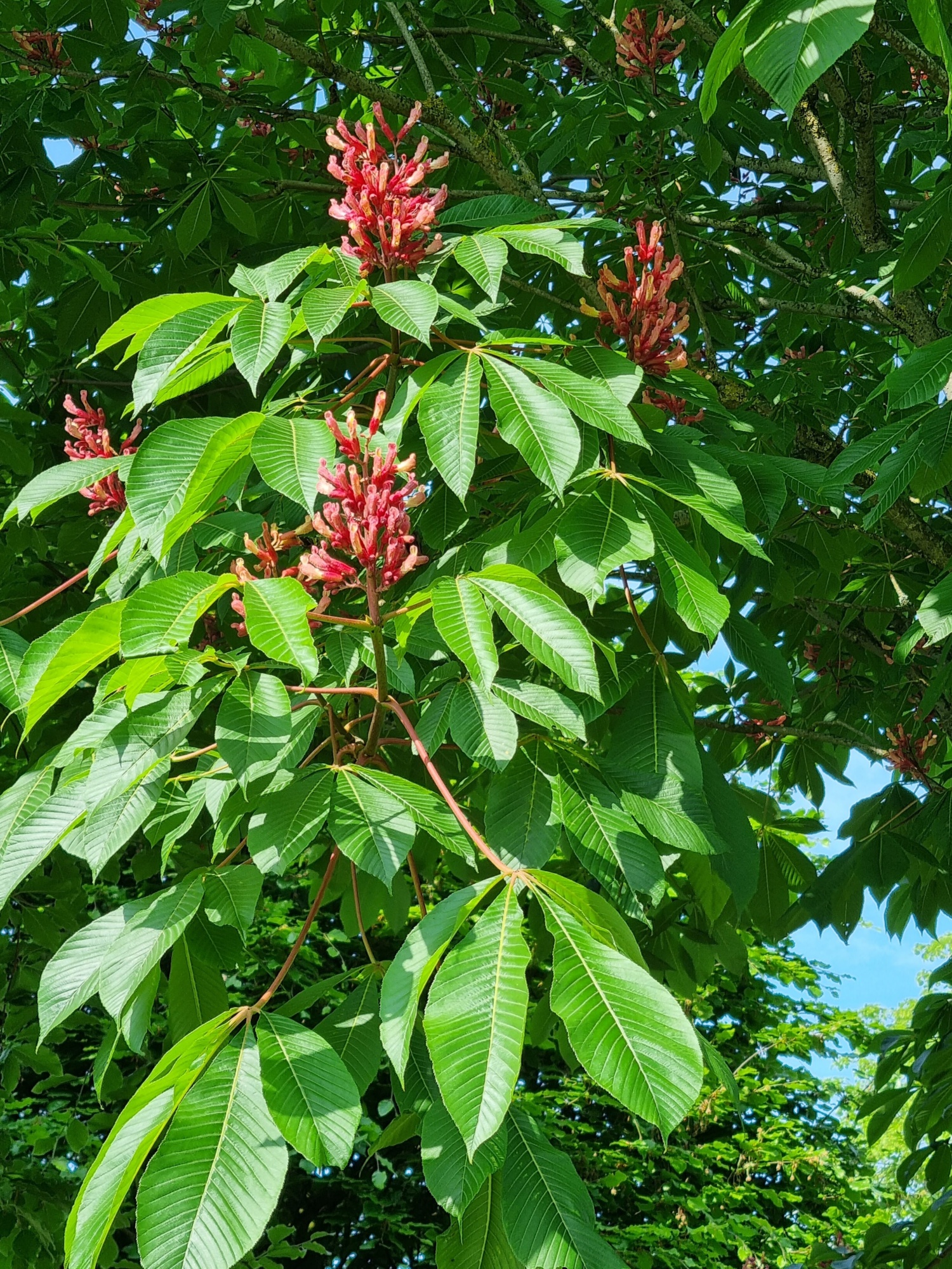 Aesculus pavia is een dwergsoort van de kastanjeboom