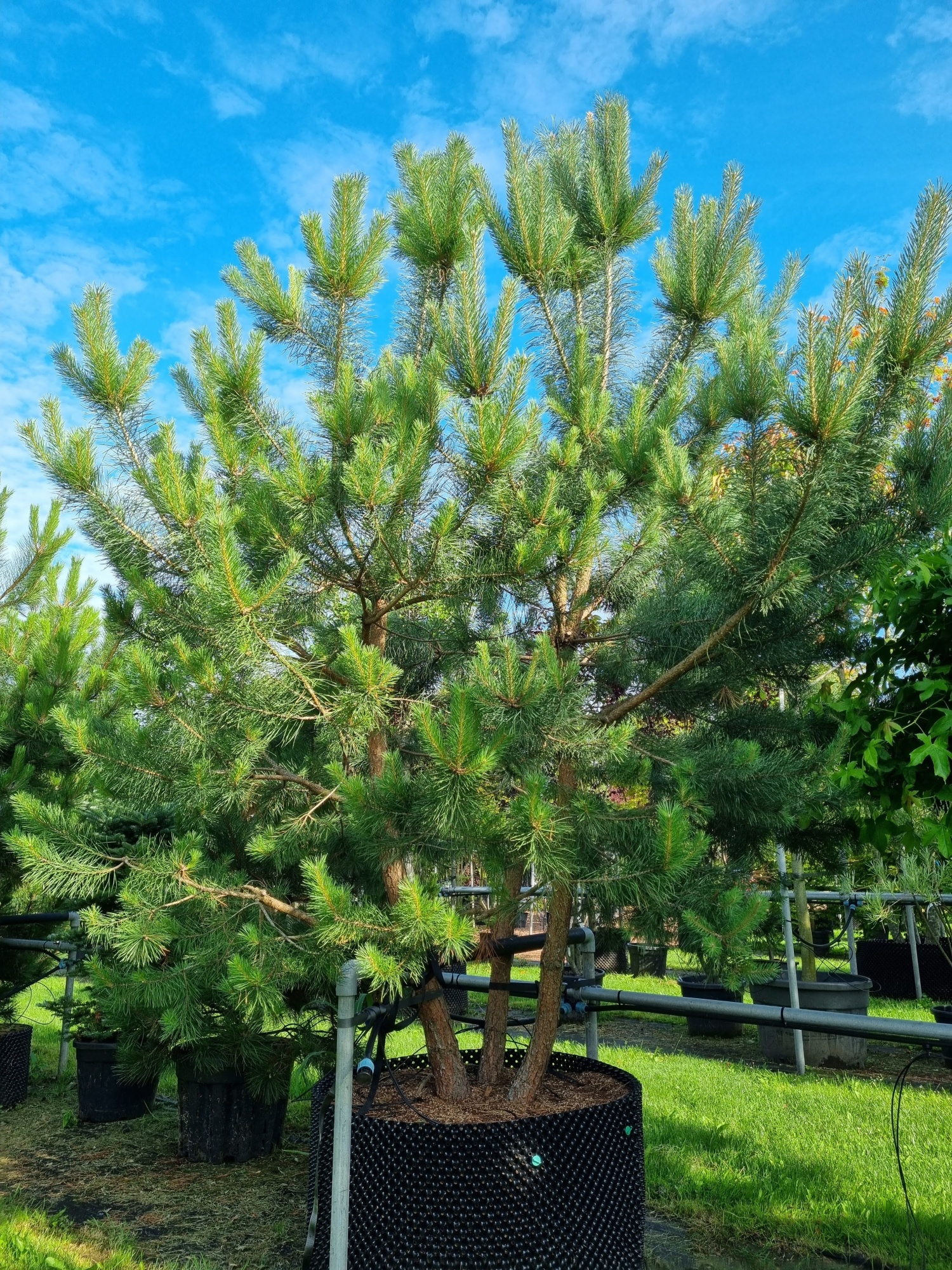 Grove Den, Pinus sylvestris kopen