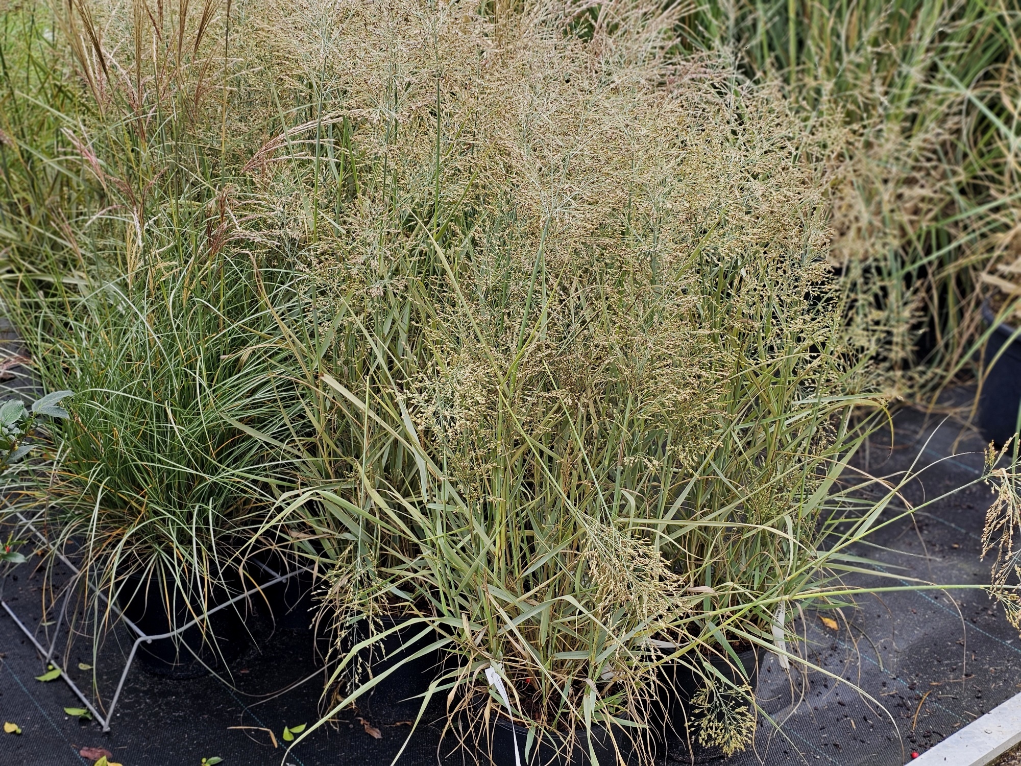 Vingergras 'Prairie Sky', Panicum virgatum 'Prairie Sky' kopen