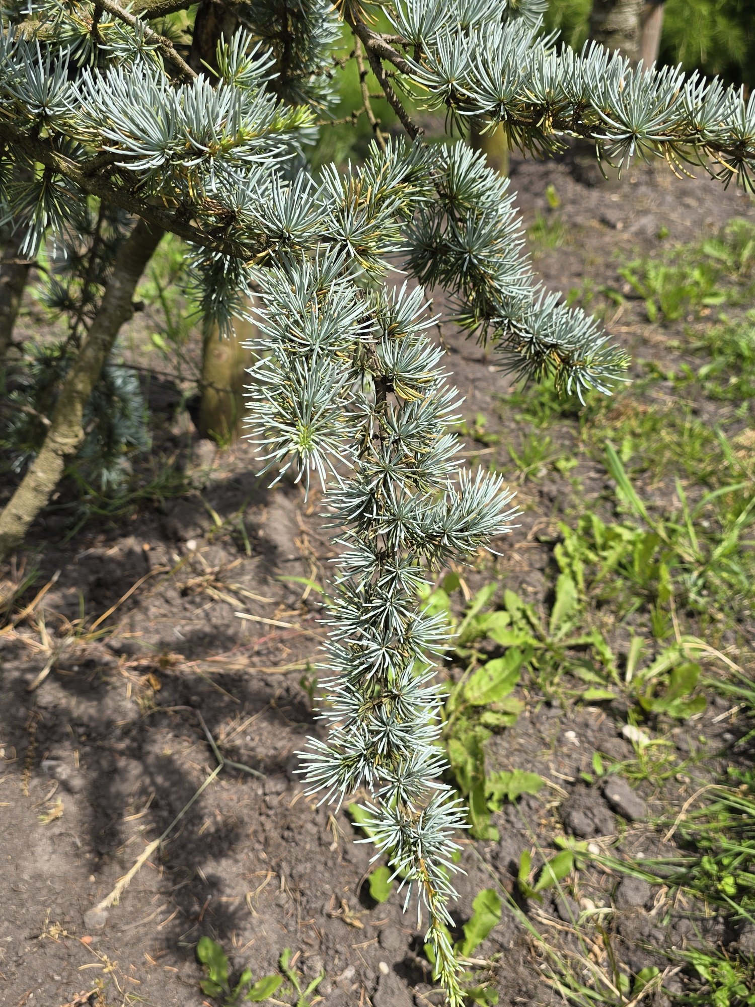 Cedrus libani 'Glauca Fastigiata' als bijzondere conifeer kopen?