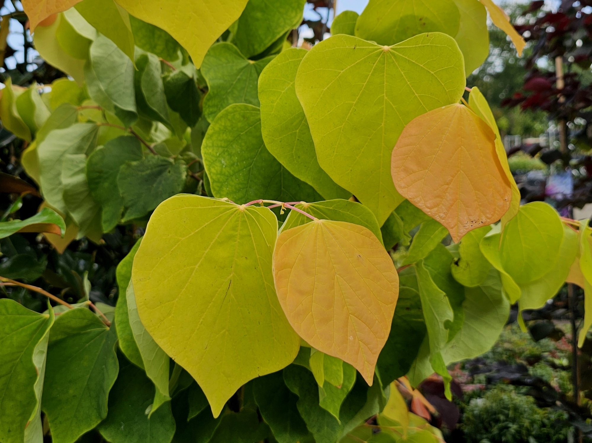 Judasboom 'The Rising Sun', Cercis can. 'The Rising Sun' kopen