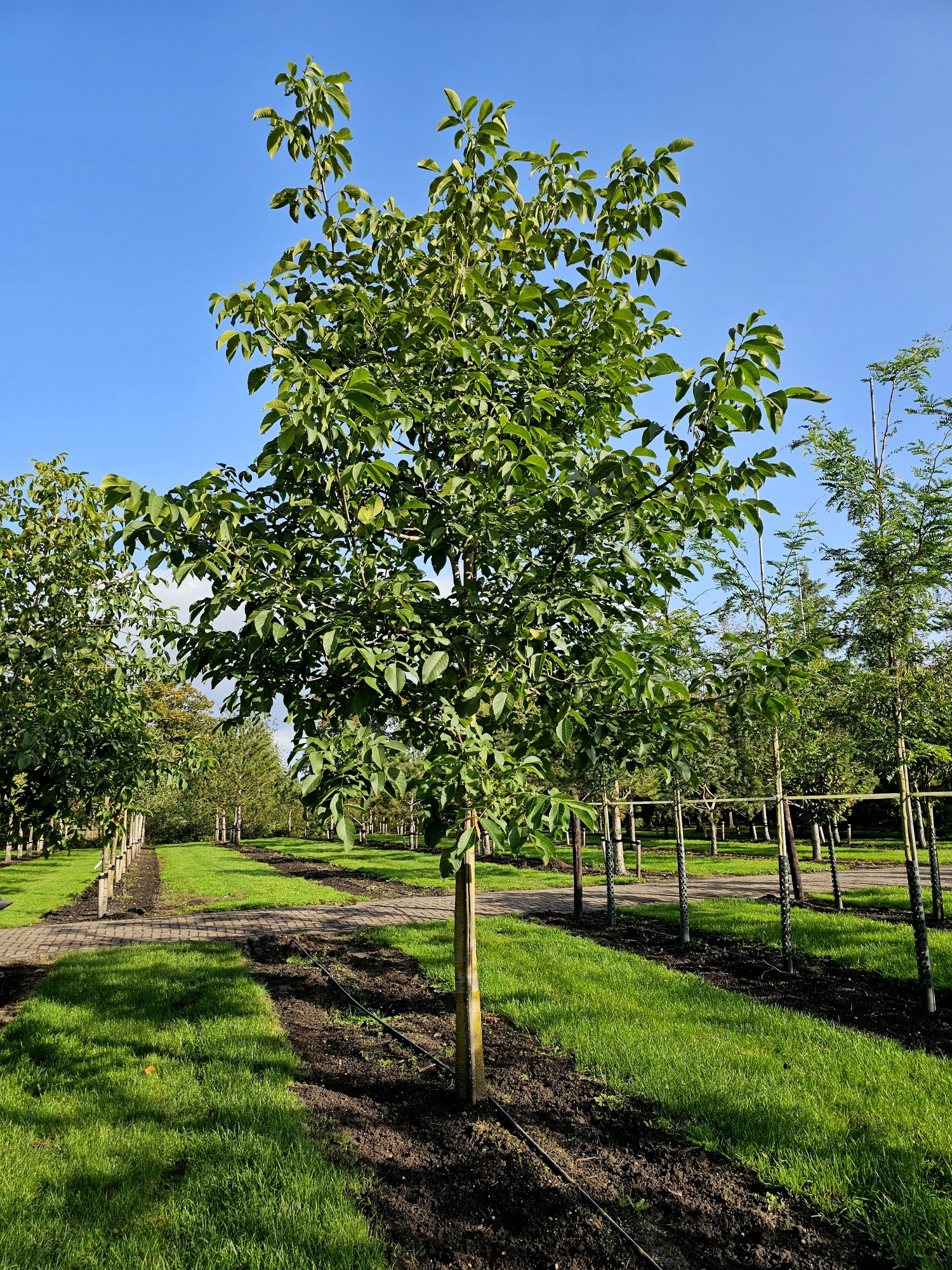 Walnoot 'Buccaneer', Juglans regia 'Buccaneer' kopen