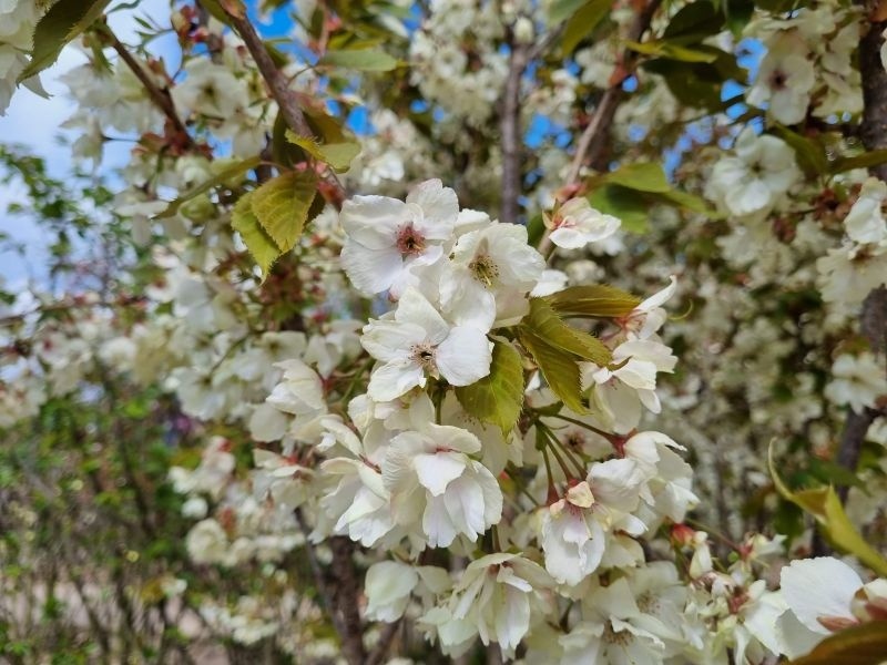 Japanse sierkers 'Ukon', Prunus serrulata 'Ukon' kopen