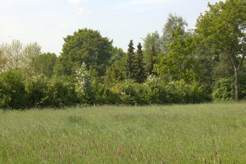 Gemengde hagen, kopen