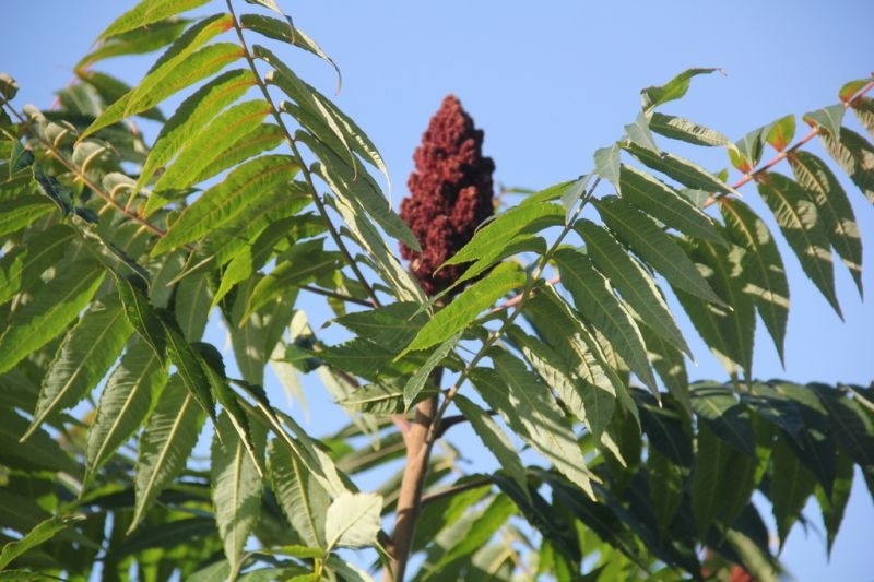 Fluweelboom, Rhus glabra kopen