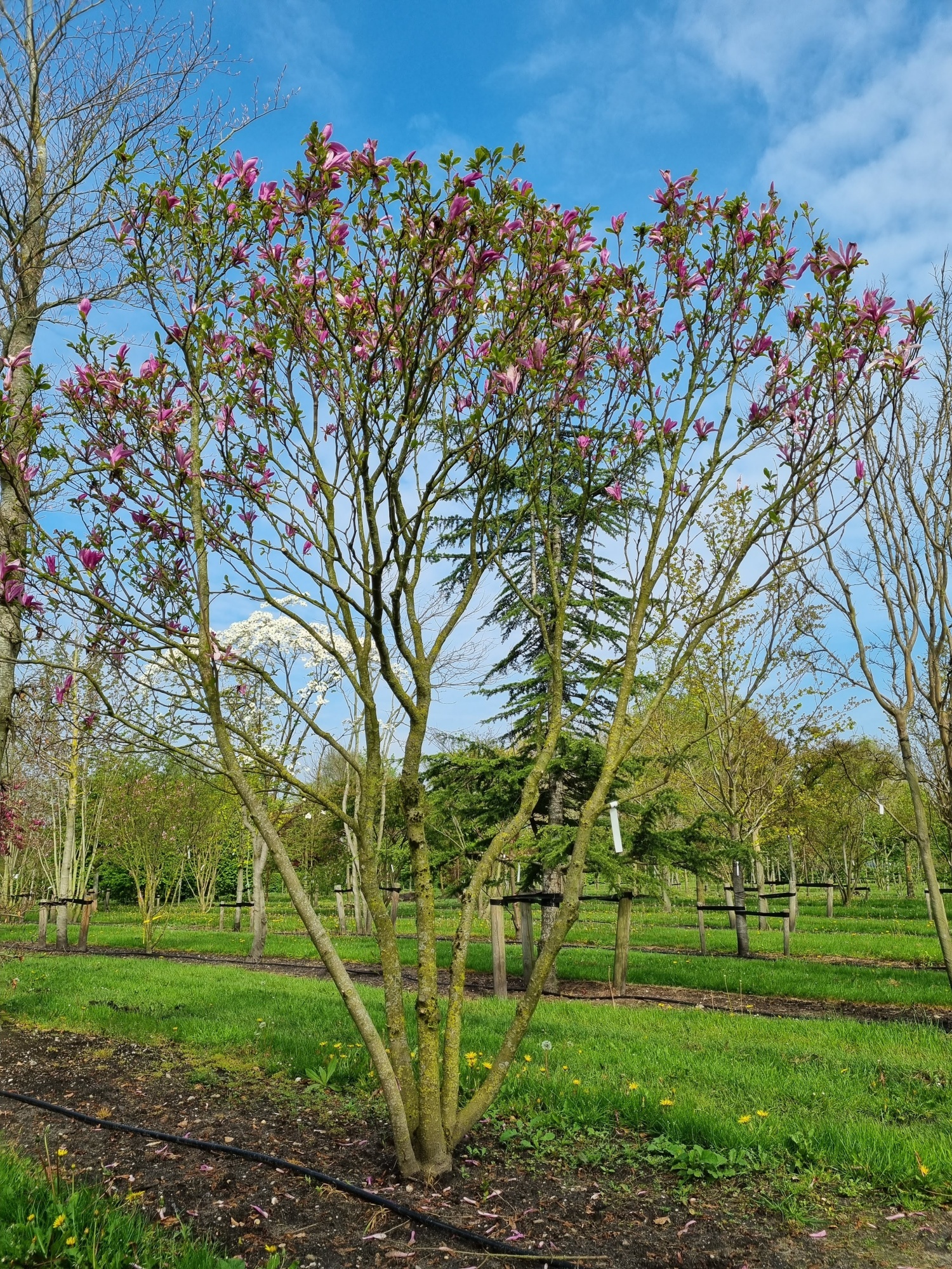 Magnolia 'Susan' als halfstam bloesemboom kopen?