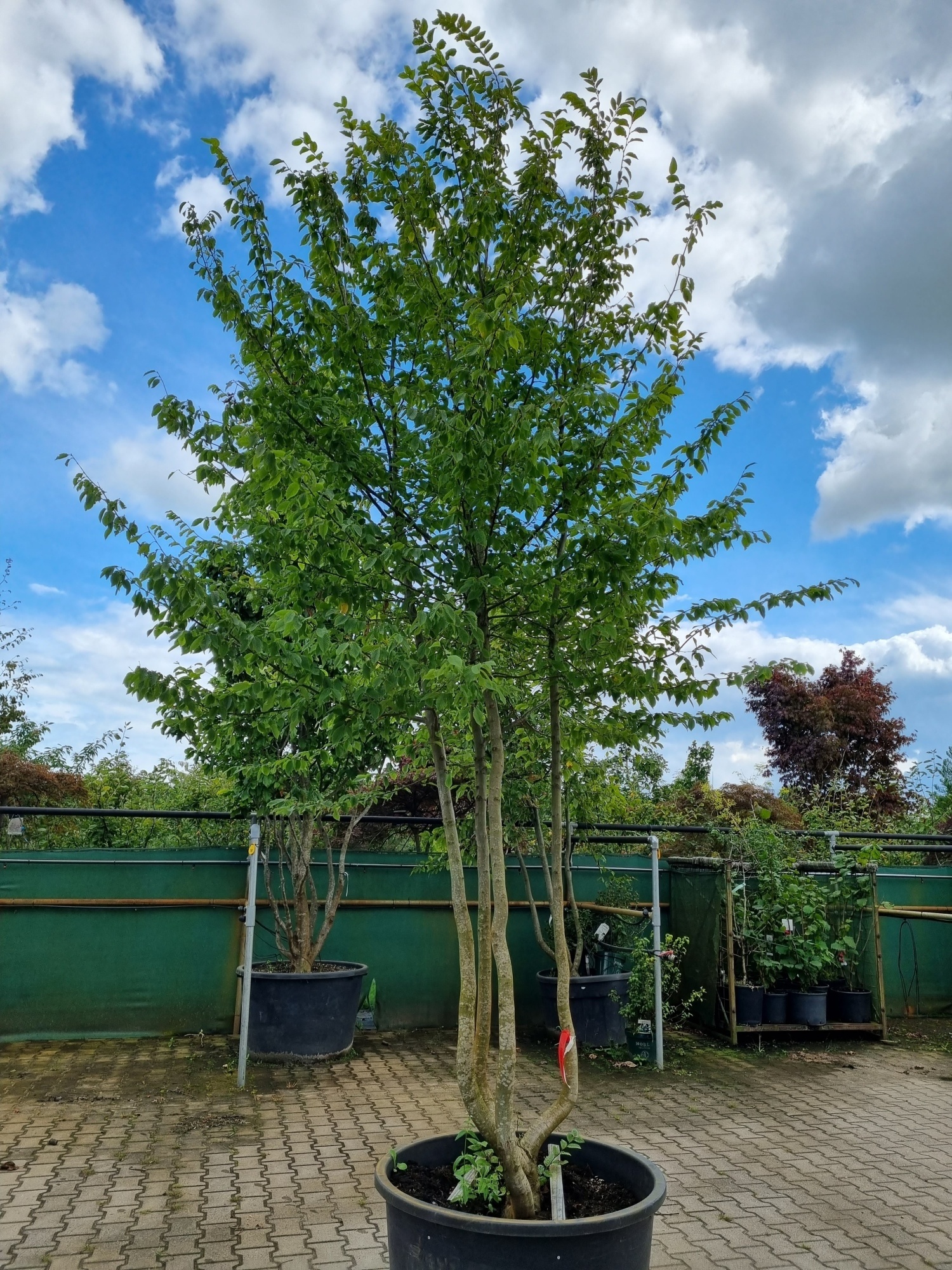 Haagbeuk, Carpinus betulus kopen