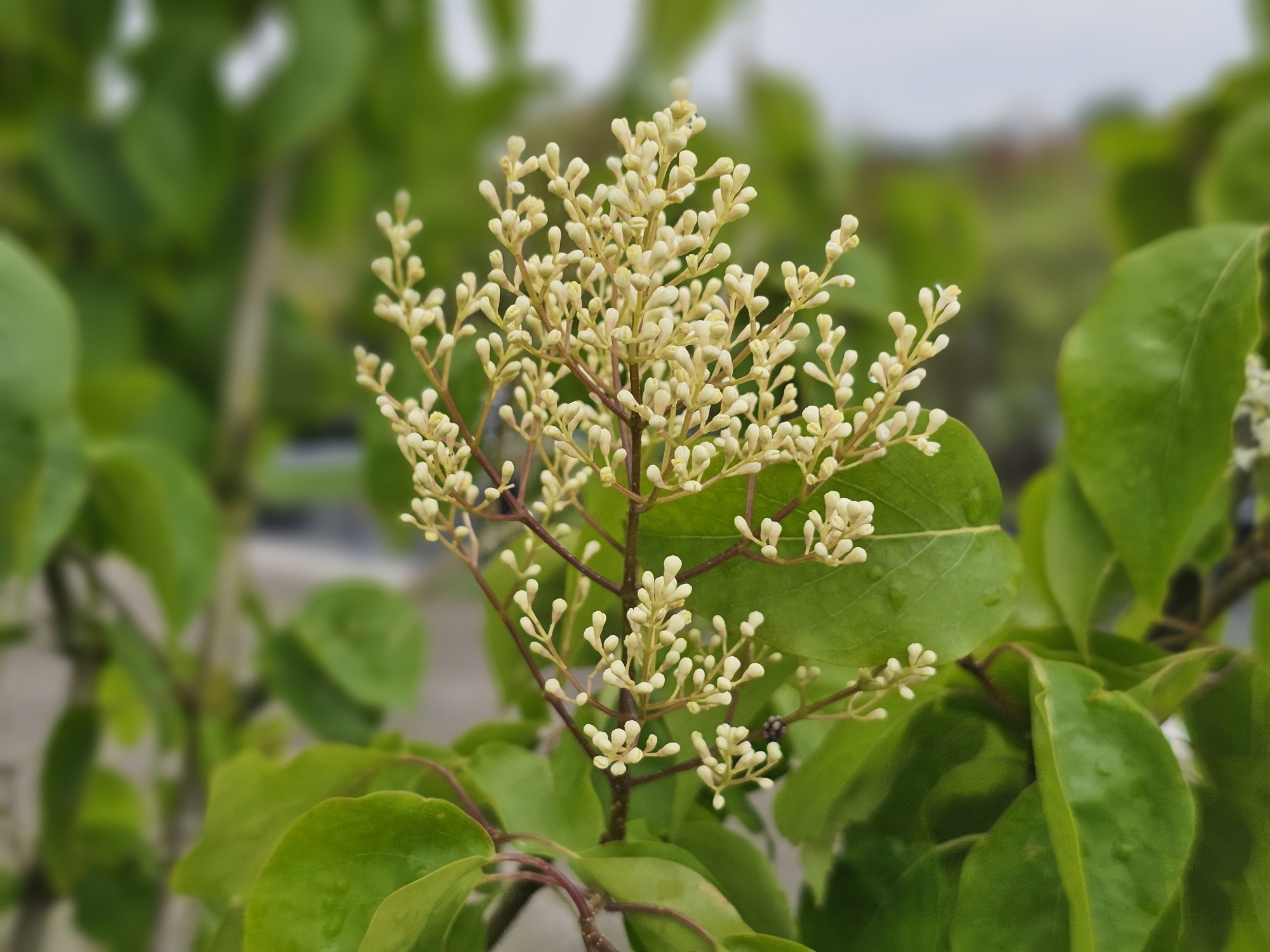 Chinese sering 'China Snow', Syringa pekinensis 'China Snow' kopen