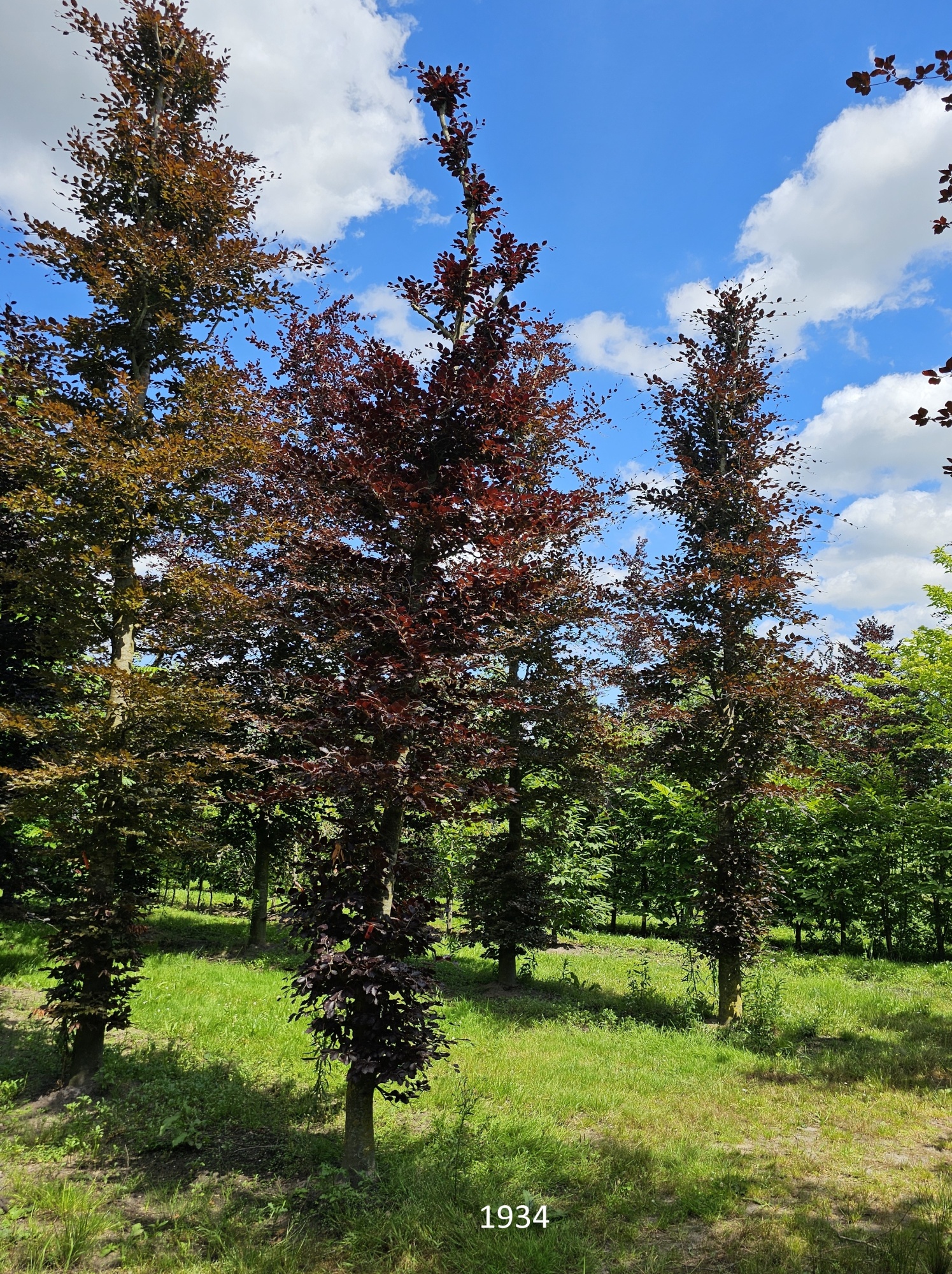 Grote volwassen rode beuk kopen? | Ten Hoven Bomen
