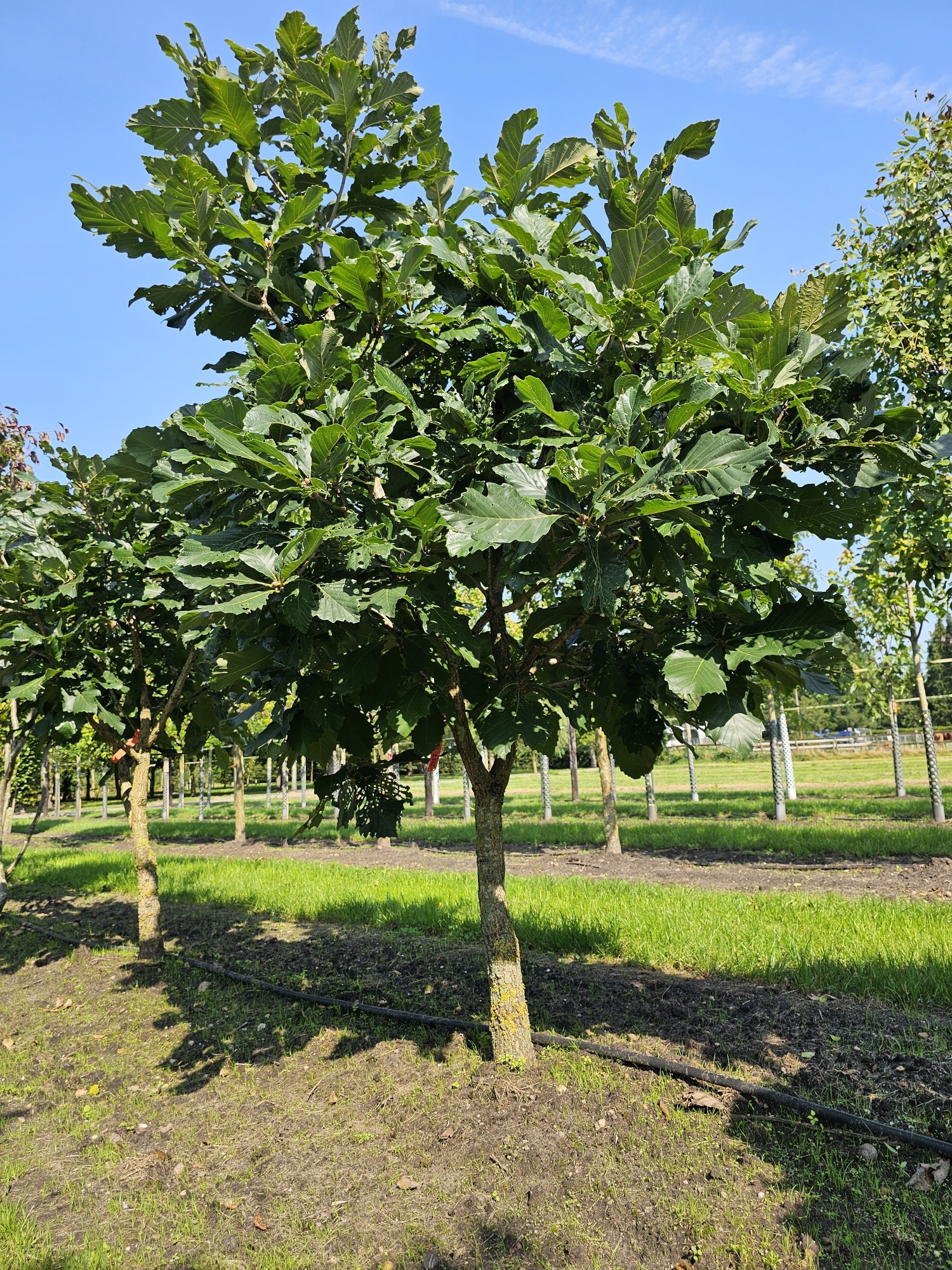 Pontische eik, Quercus pontica kopen