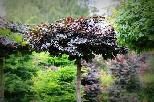 Rode Beuk, Fagus sylvatica 'Atropunicea' kopen