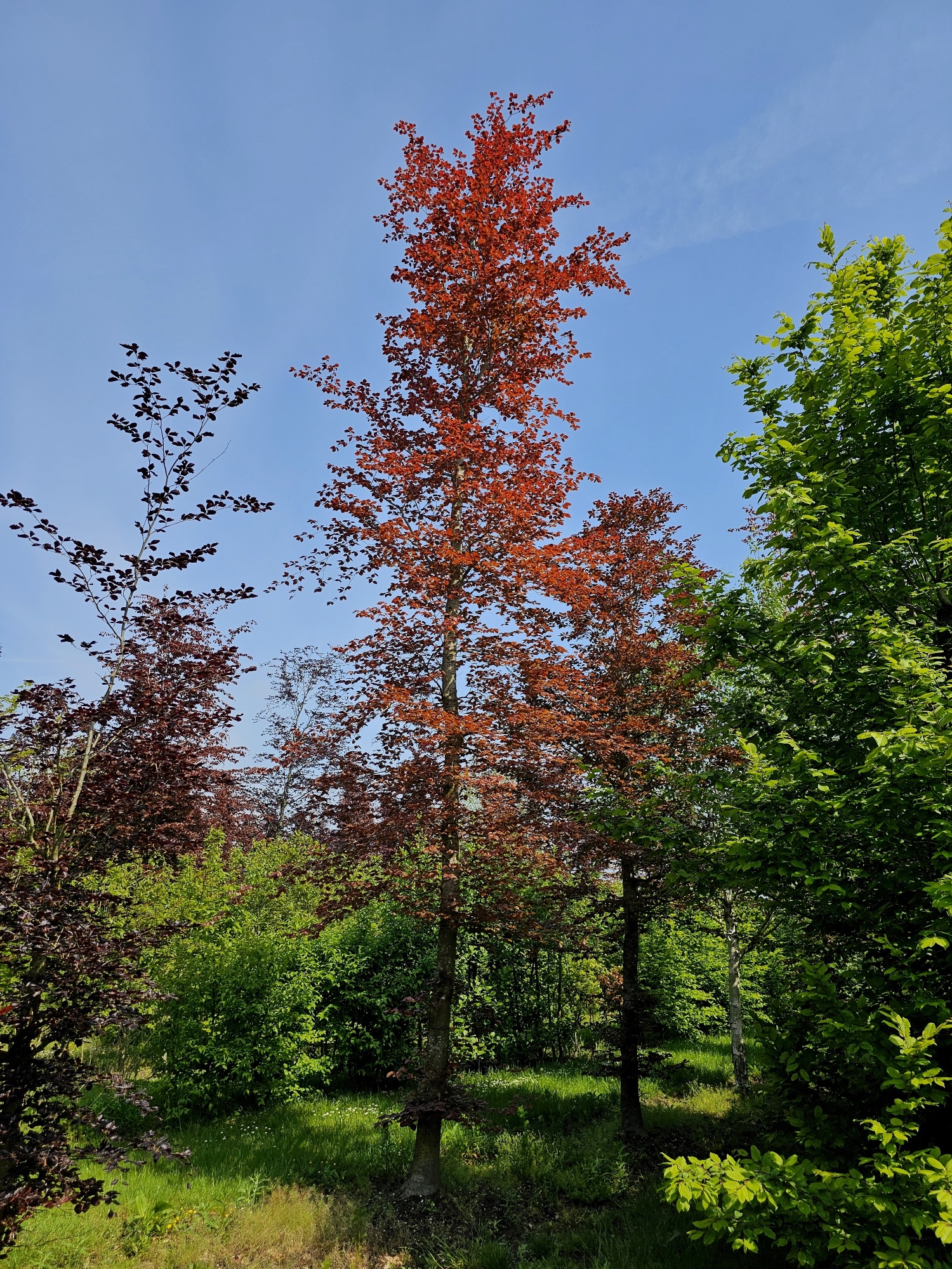 Zoekt u een grote rode beuk? Nr 983 past u wellicht.