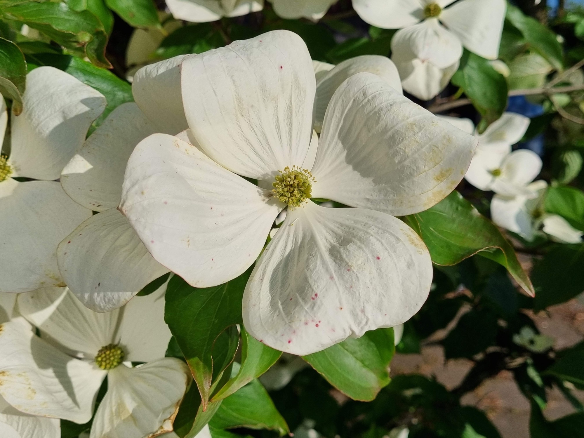 Een grote Cornus kousa 'Venus' kopen?
