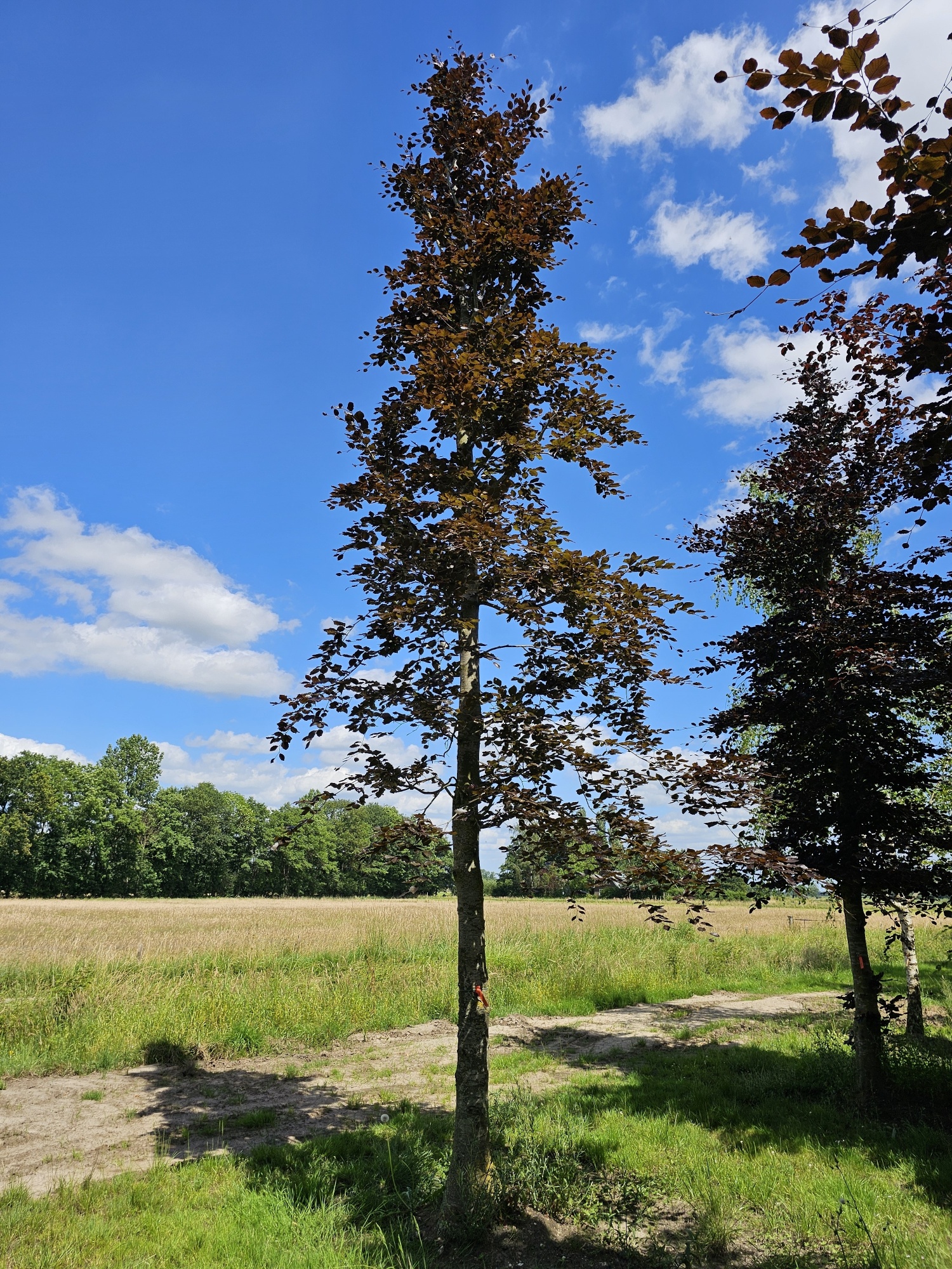 Grote Rode beuk kopen voor direct resultaat in de tuin?