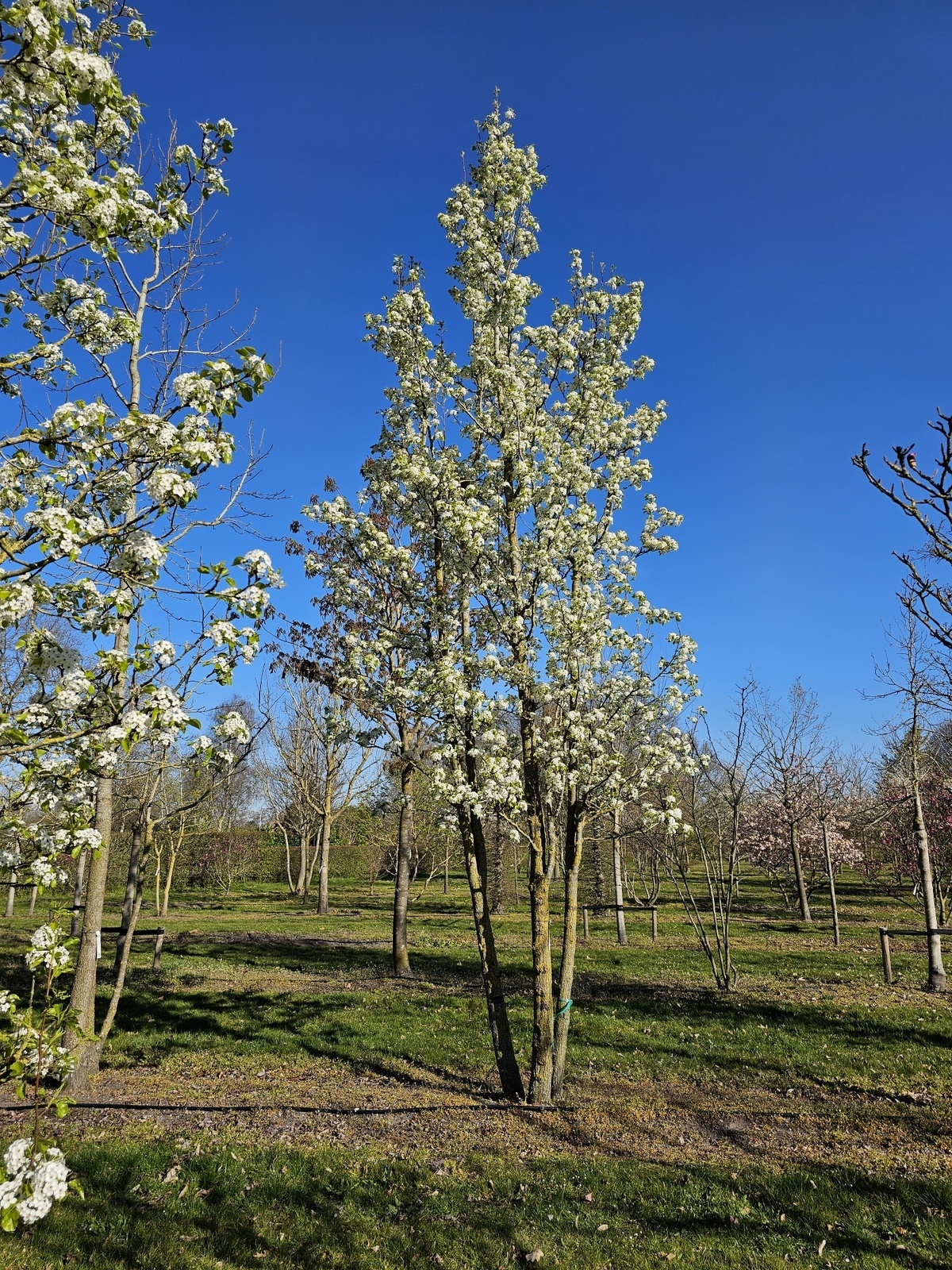 Sierpeer, Pyrus calleryana 'Chanticleer' kopen