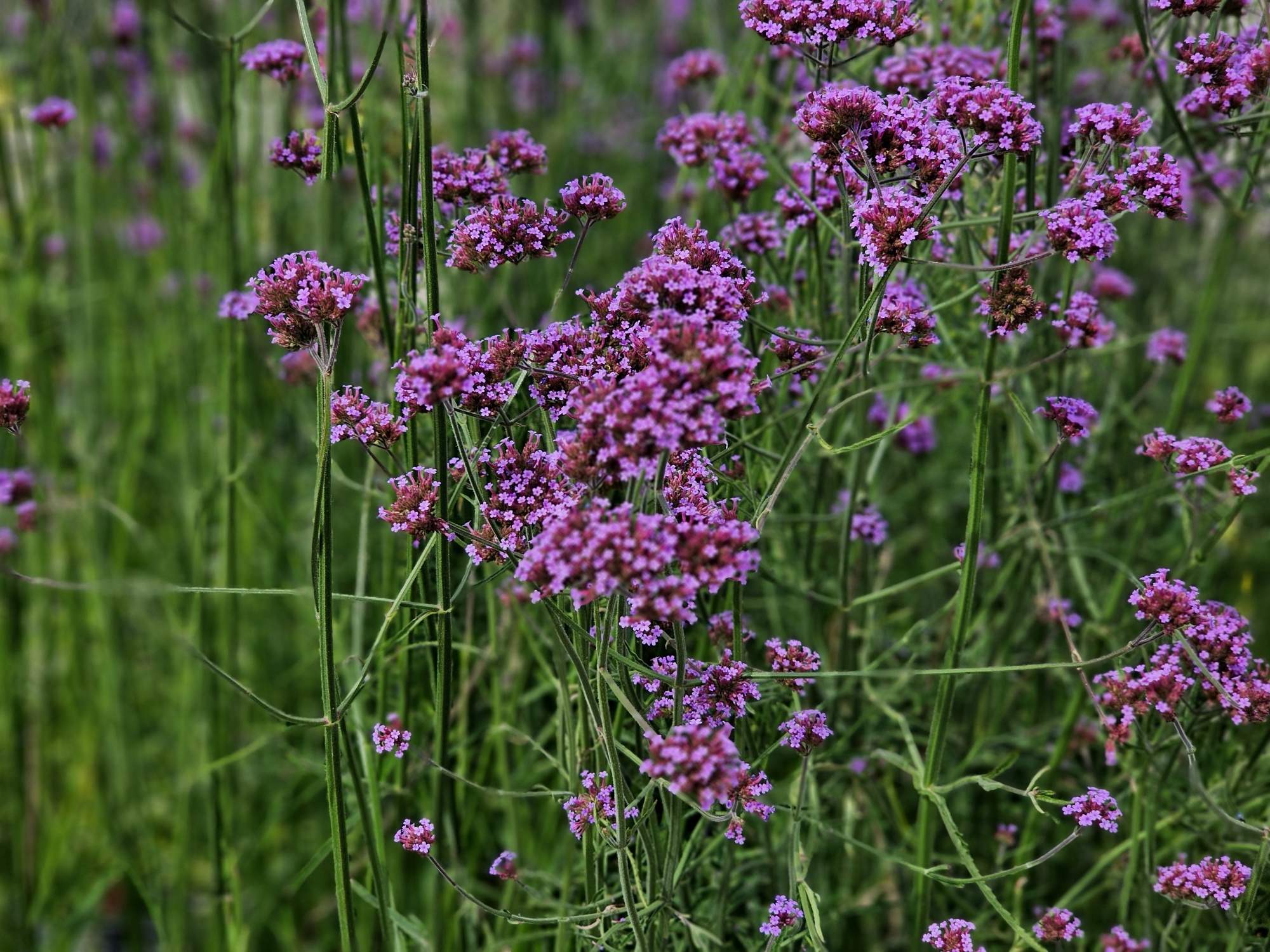 IJzerhard, Verbena bonariensis kopen