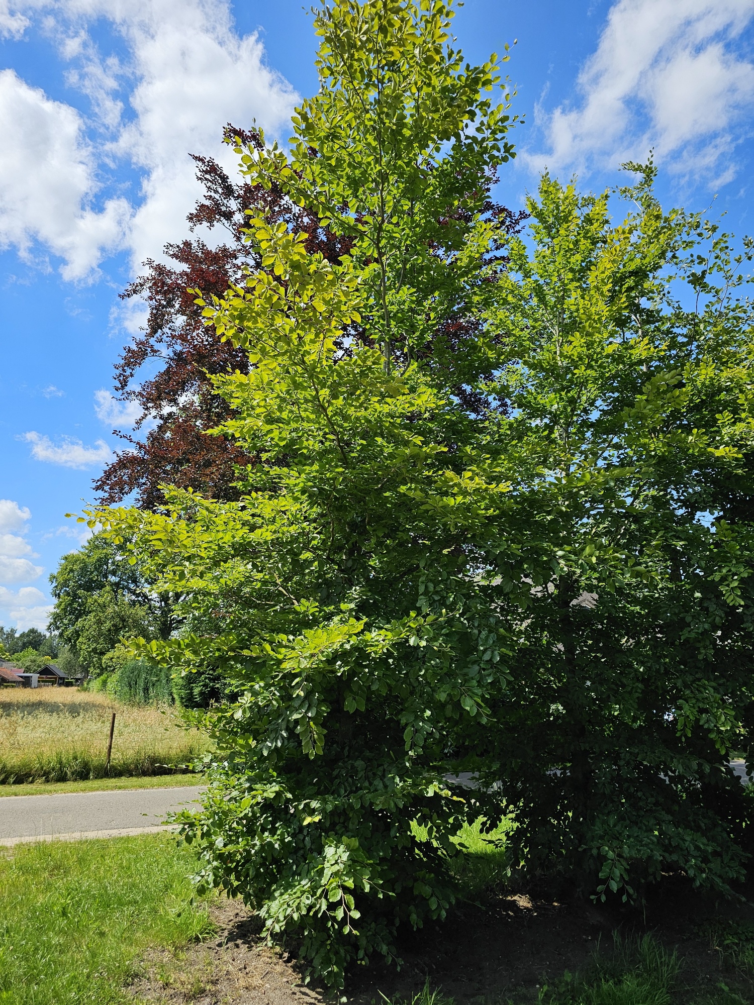 Fagus sylvatica is een prachtige solitaire inheemse boom
