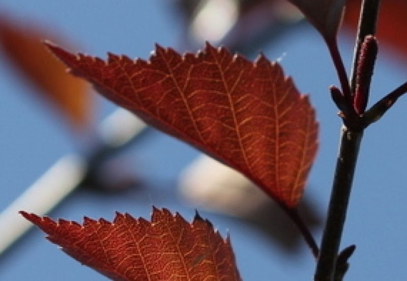 Rode berk, Betula pendula 'Purpurea' kopen