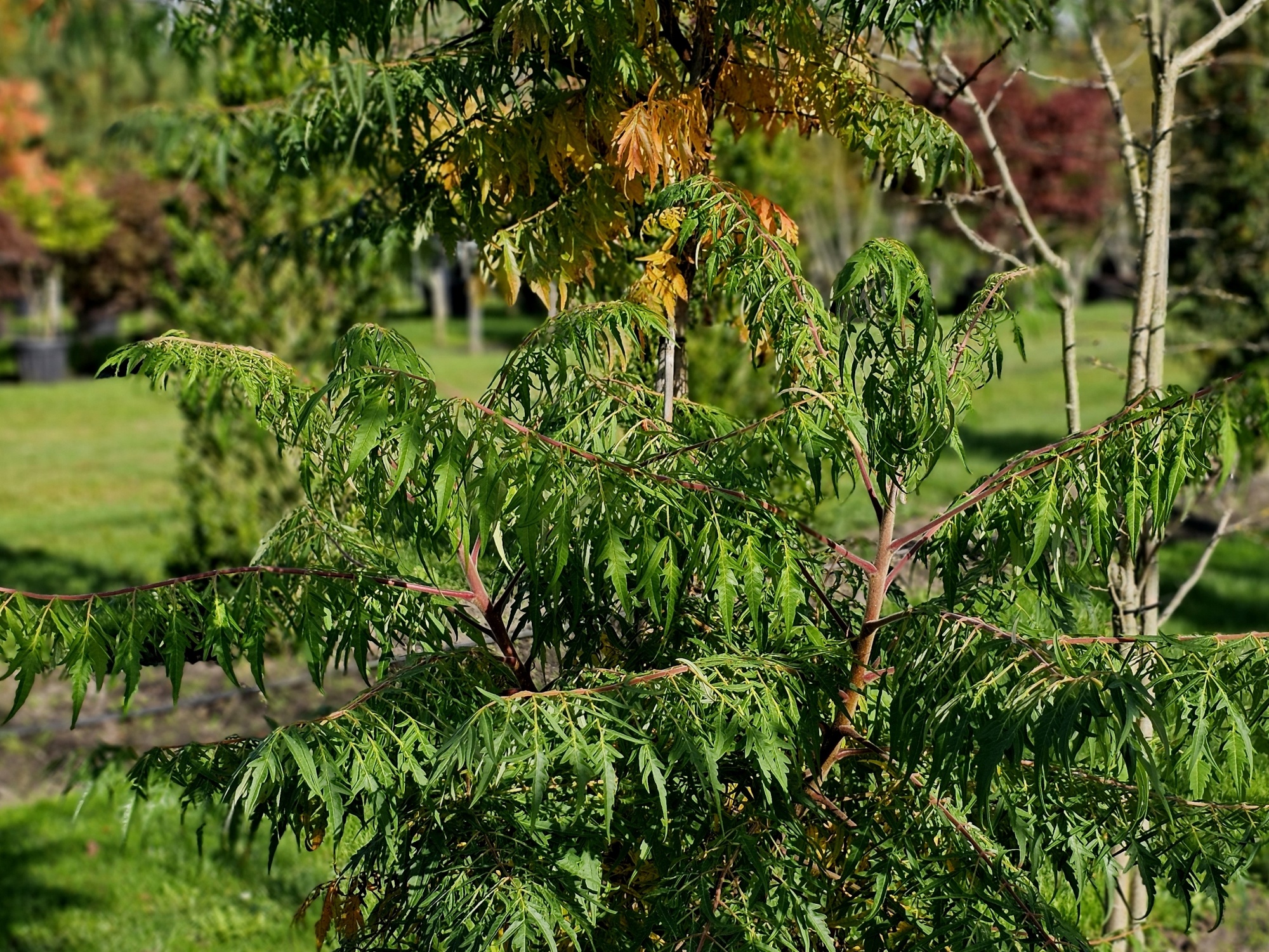 Fluweelboom 'Dissecta', Rhus typhina 'Dissecta' kopen