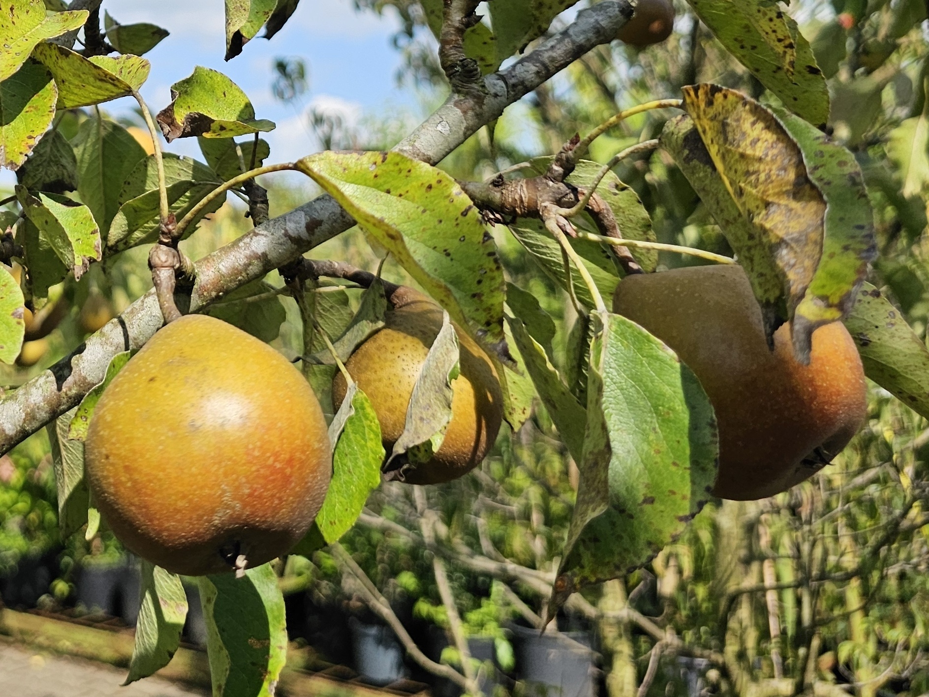 Pyrus c. 'Gieser Wildeman' ist eine kräftige Sorte von Schmorbirne