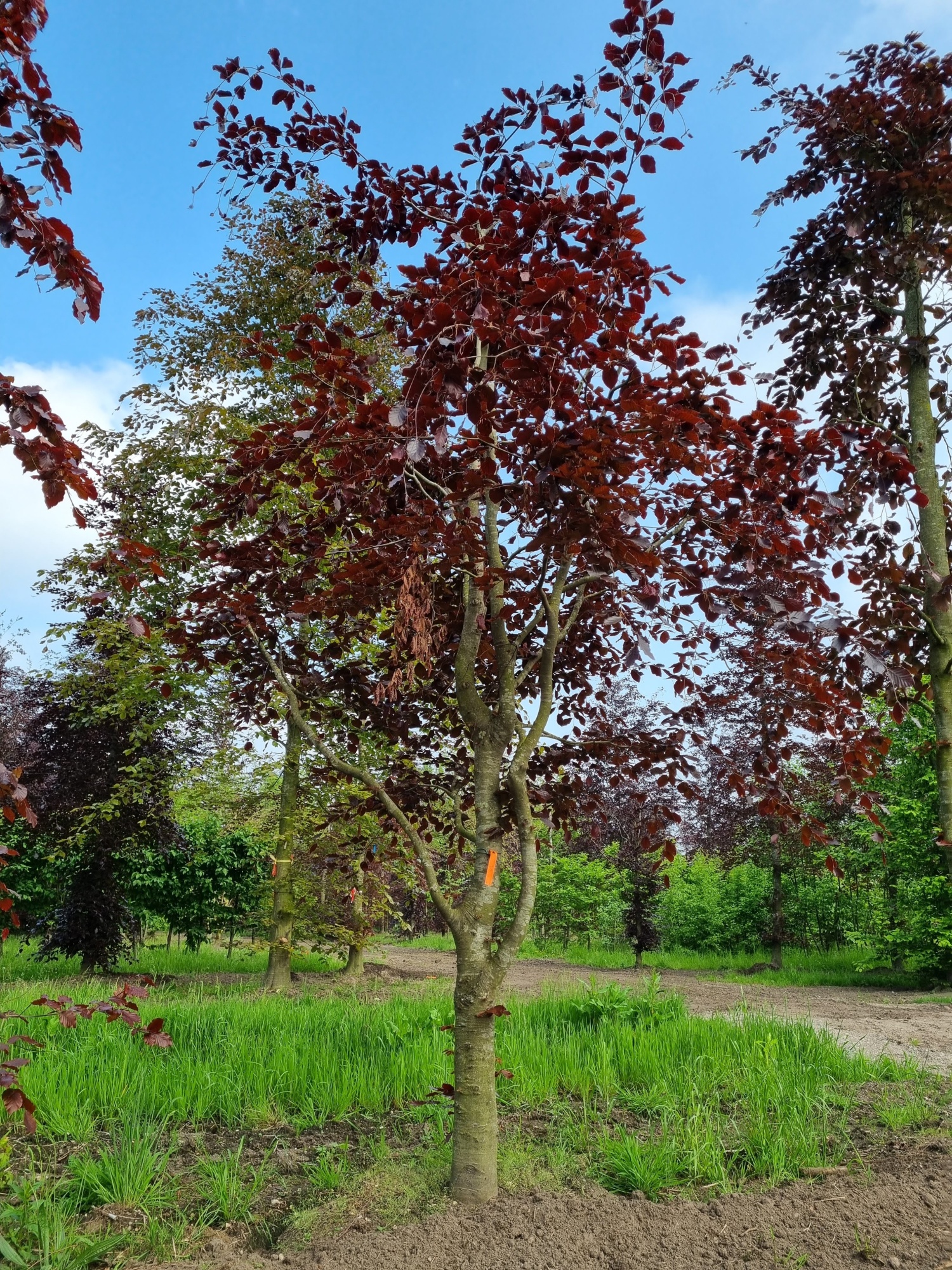 Sierlijke Rode beuk kopen? | Exclusief van Ten Hoven Bomen