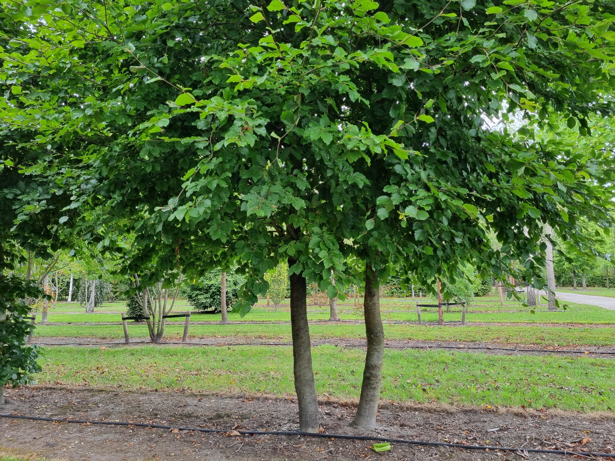Fagus sylvatica als inheemse boom