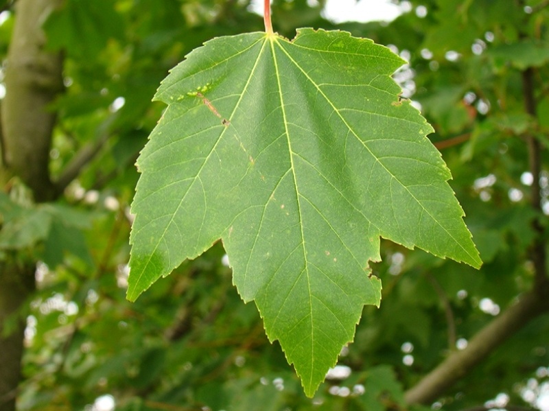 Rode Esdoorn, Acer rubrum kopen