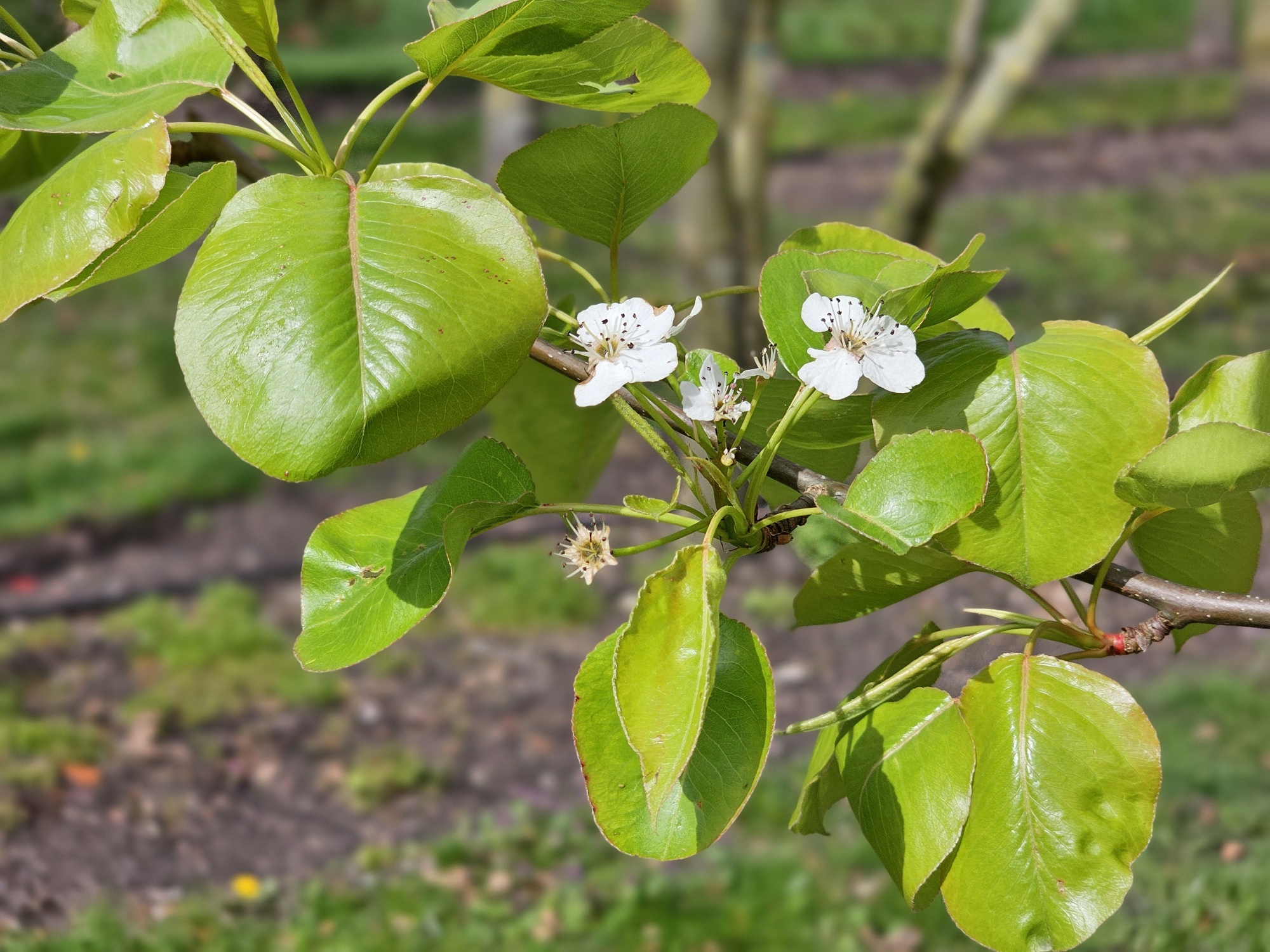 Sierpeer, Pyrus calleryana 'Chanticleer' kopen